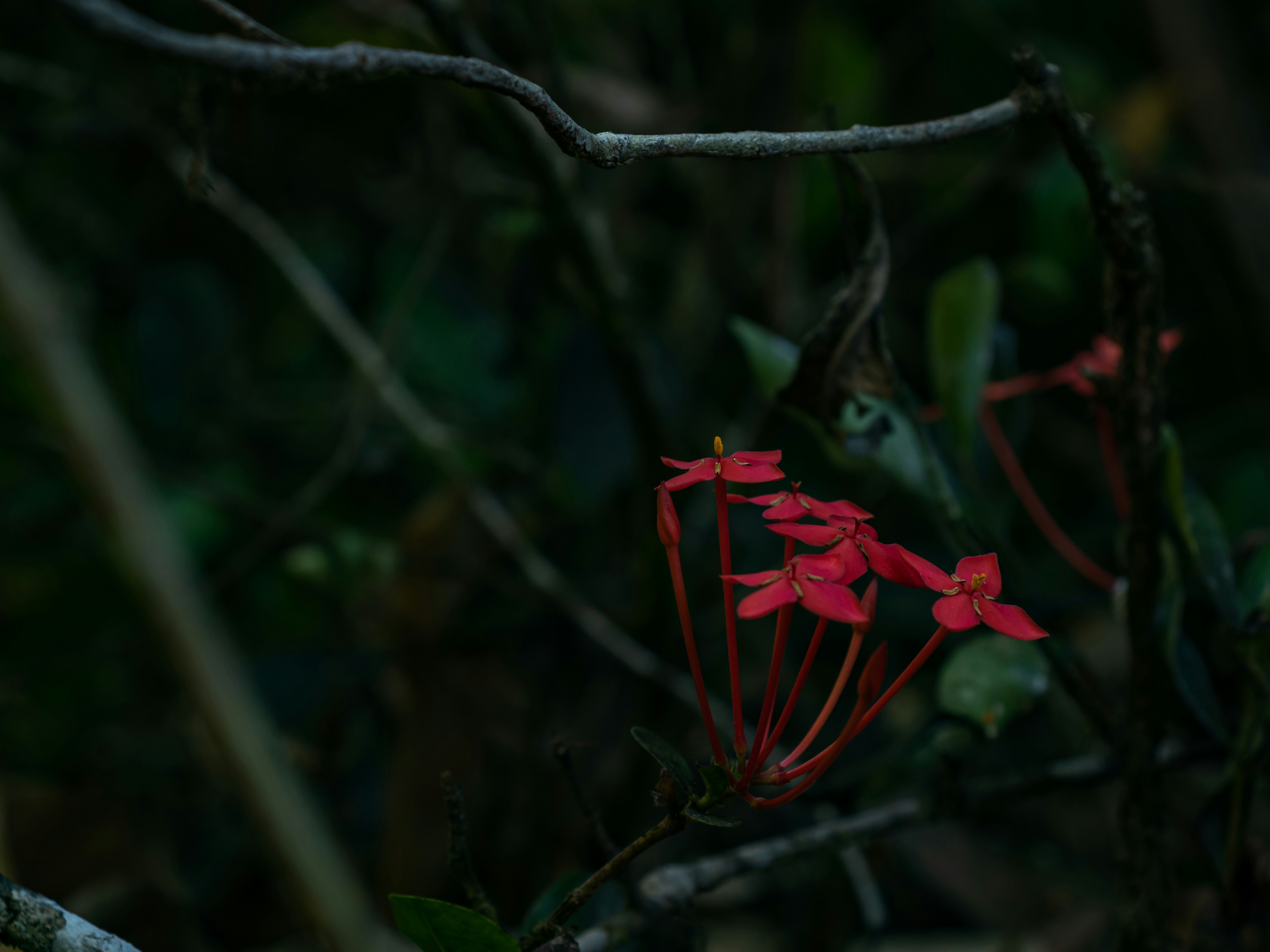 Scarlet Bloom in the Shadowed Understory