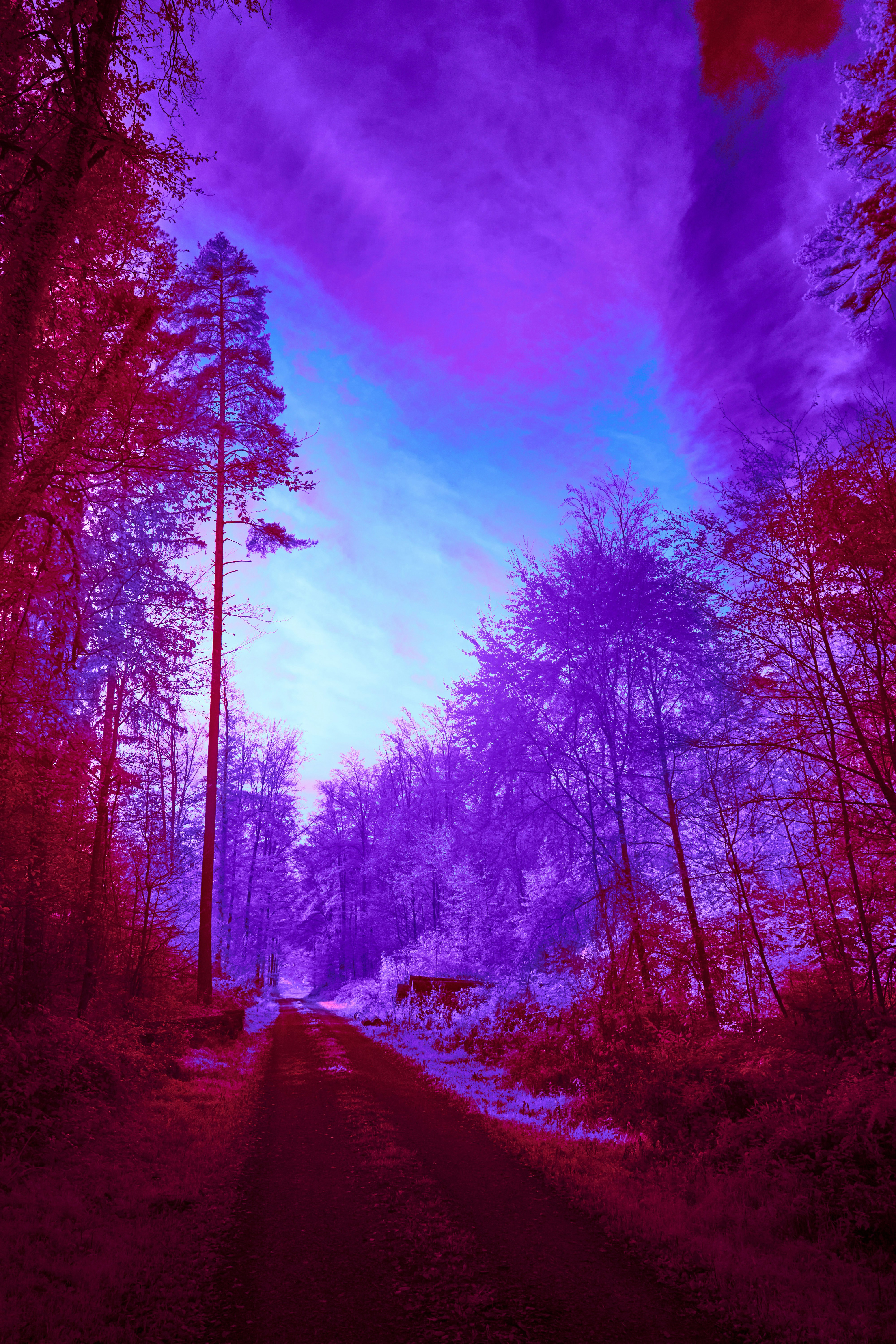 Une route au milieu d’une forêt sous un ciel violet photo – Photo La ...