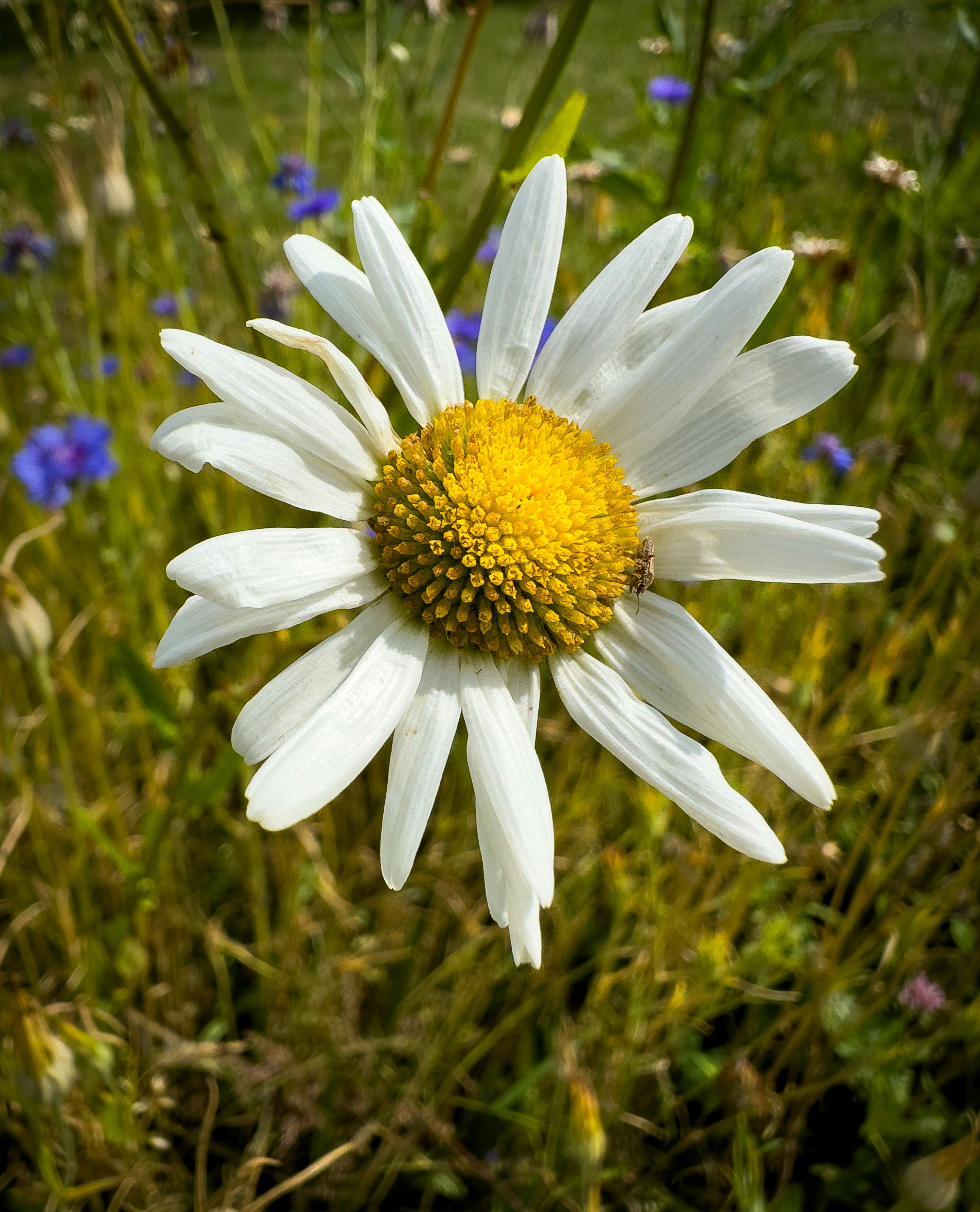 Daisy in Focus: Sunlit Center Amid Wildflowers