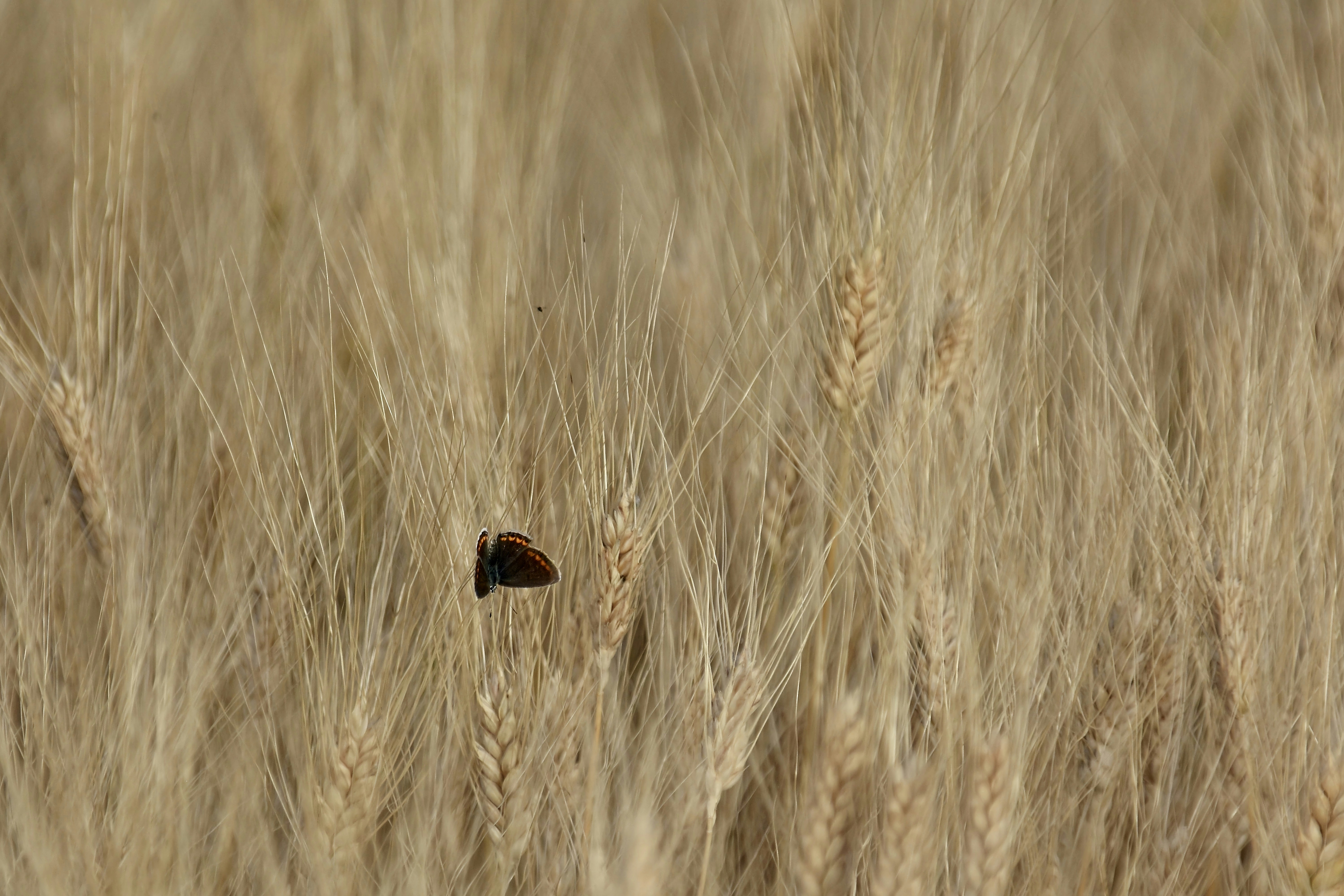 Foto Um inseto no meio de um campo de trigo – Imagem grátis no Unsplash