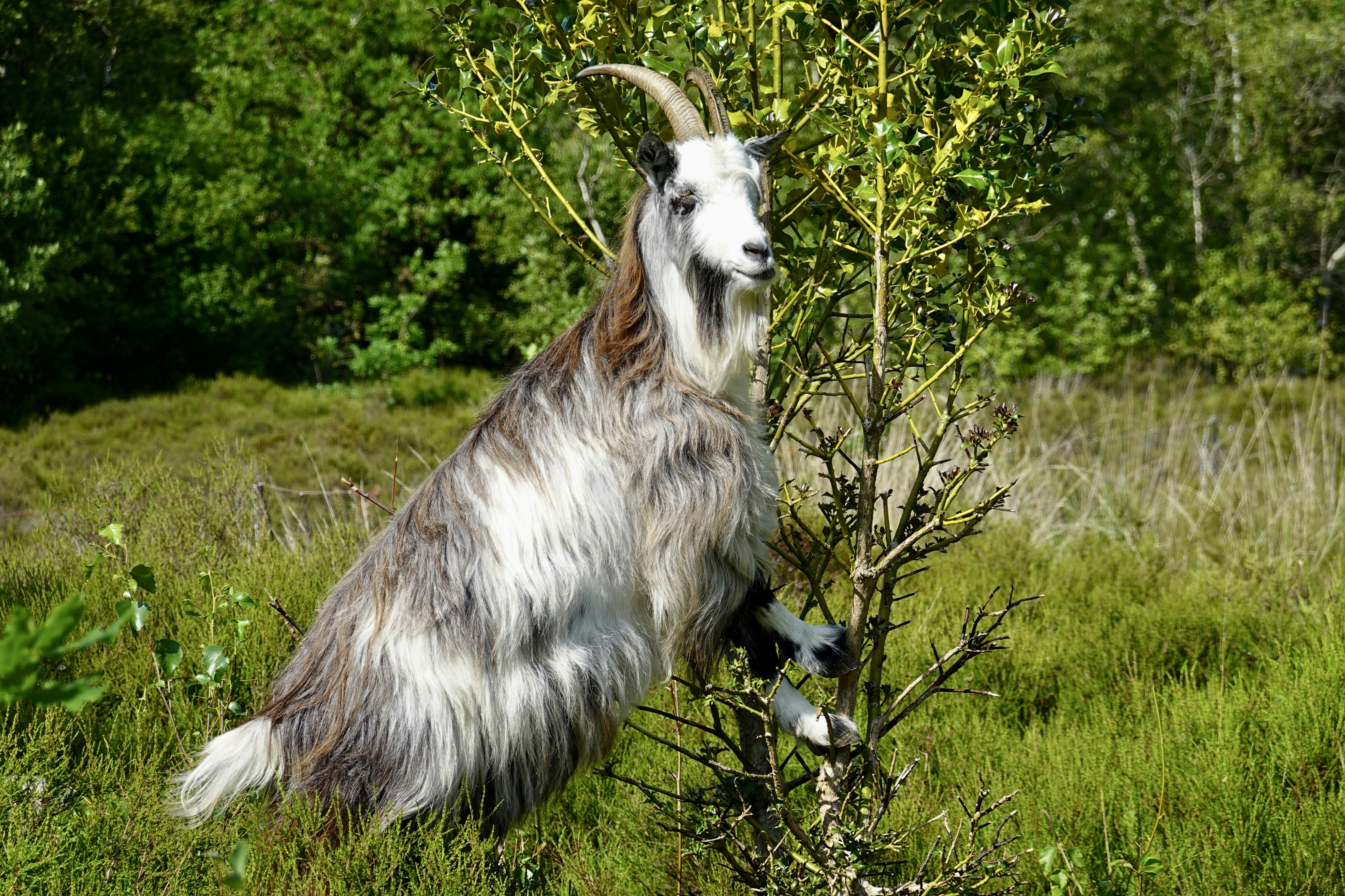 Ambitious Mountain Goat Clings to a Sparse Branch in Sunlit Moorland
