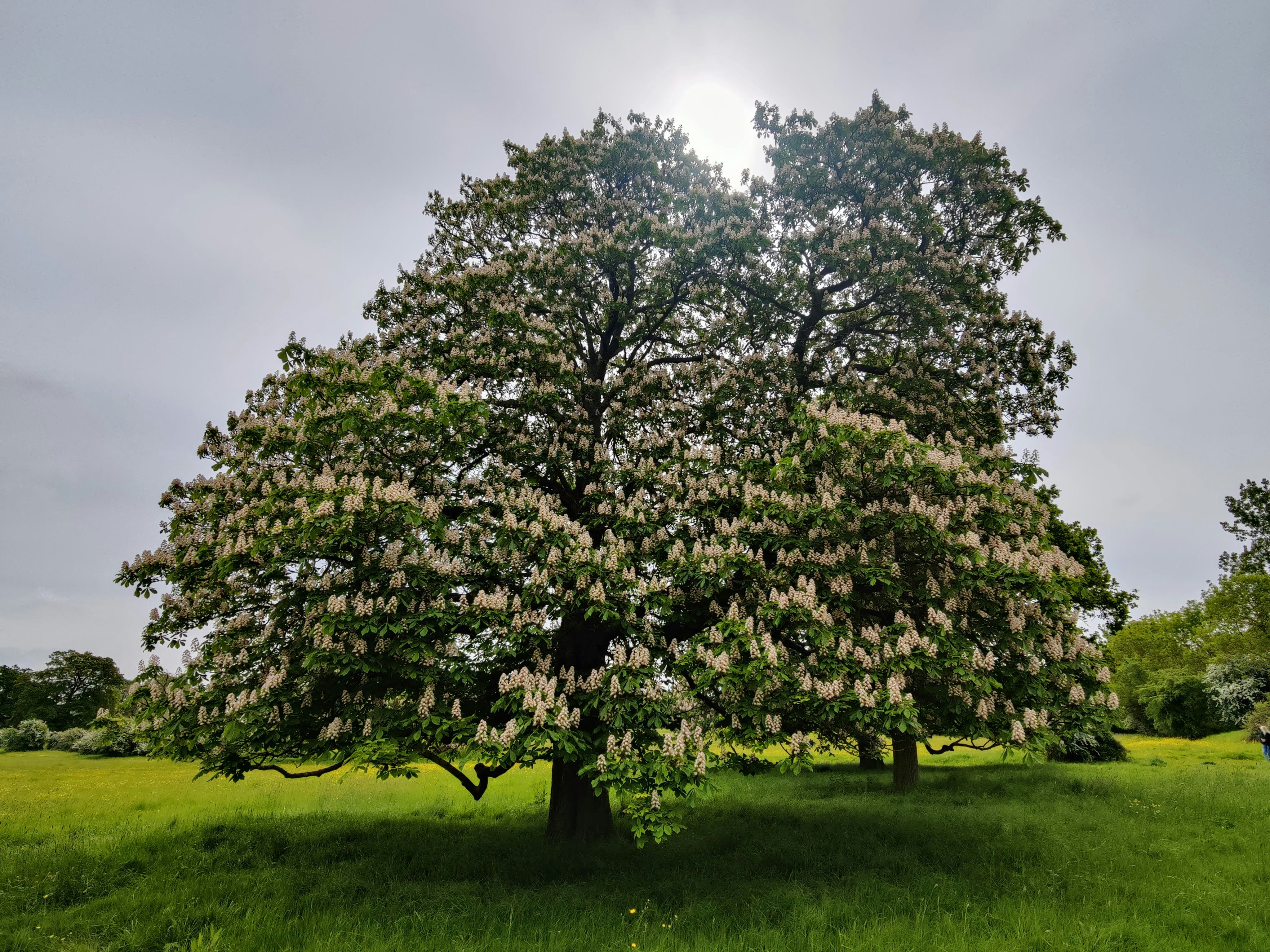 Large flowering tree with dense green foliage illuminated by sunlight in a grassy field.