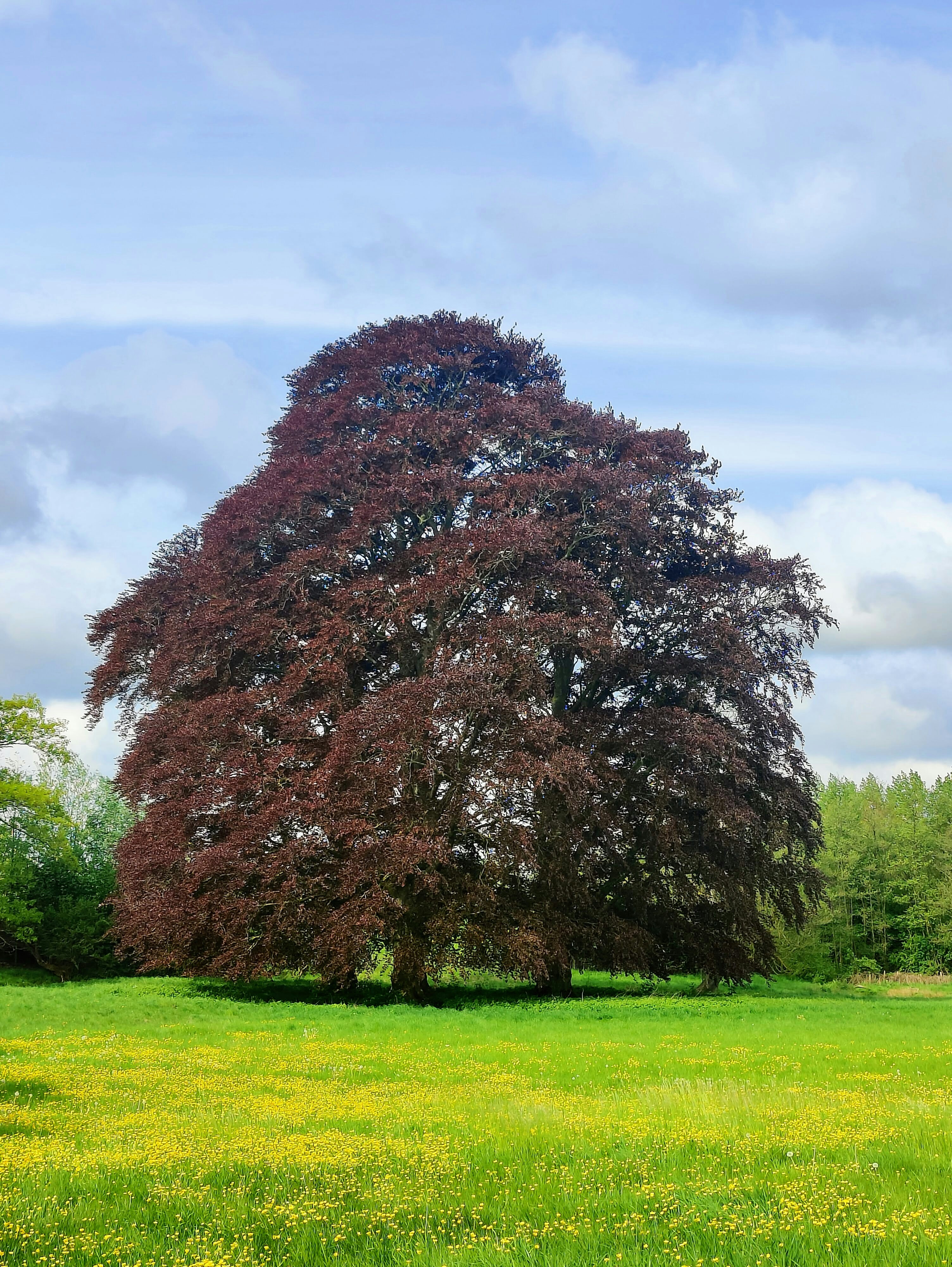 Solitary tree with dark red foliage anchors a sunlit meadow speckled with yellow wildflowers beneath a bright sky. Photograph.