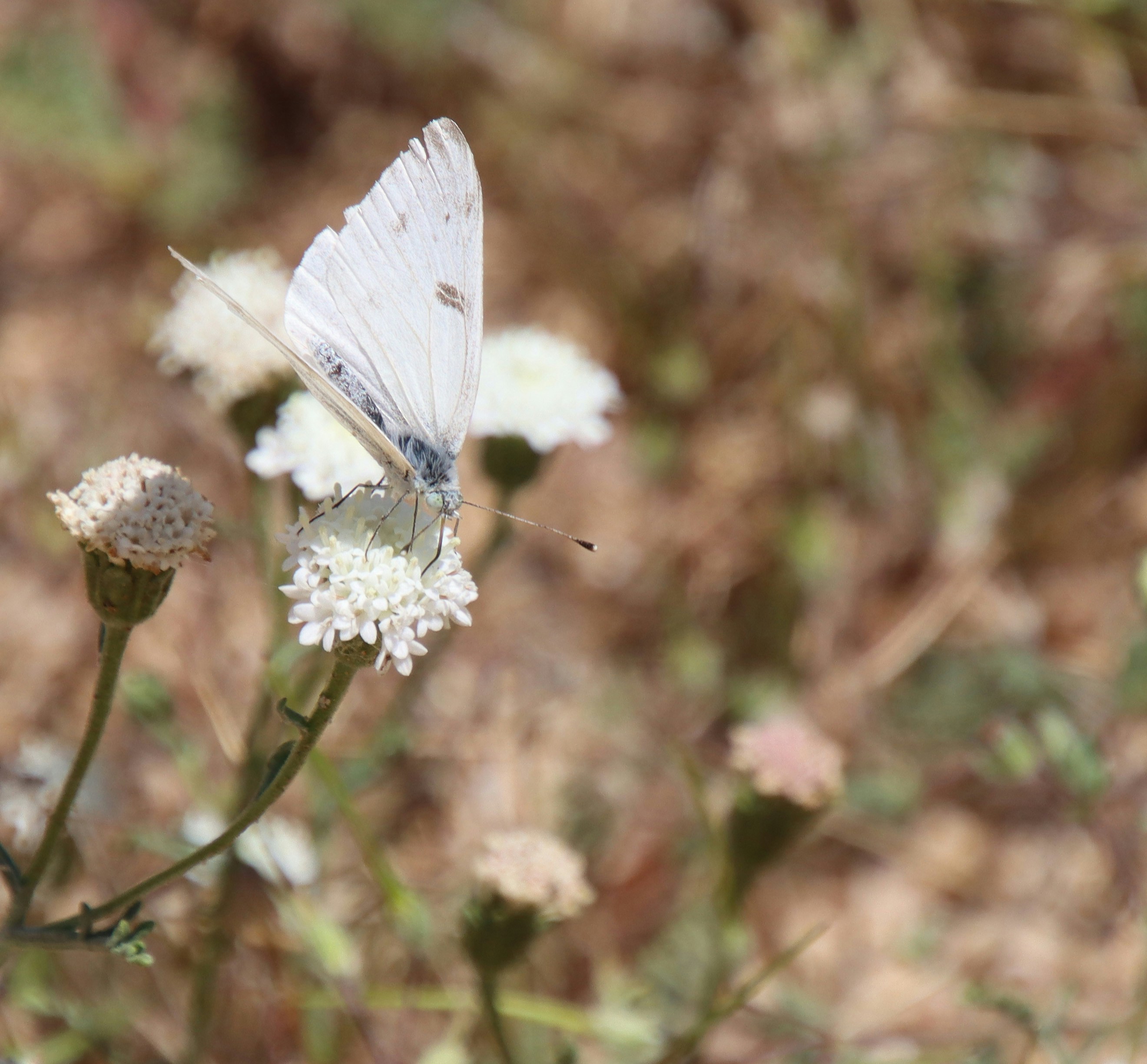 Delicate Pause: White butterfly on yarrow