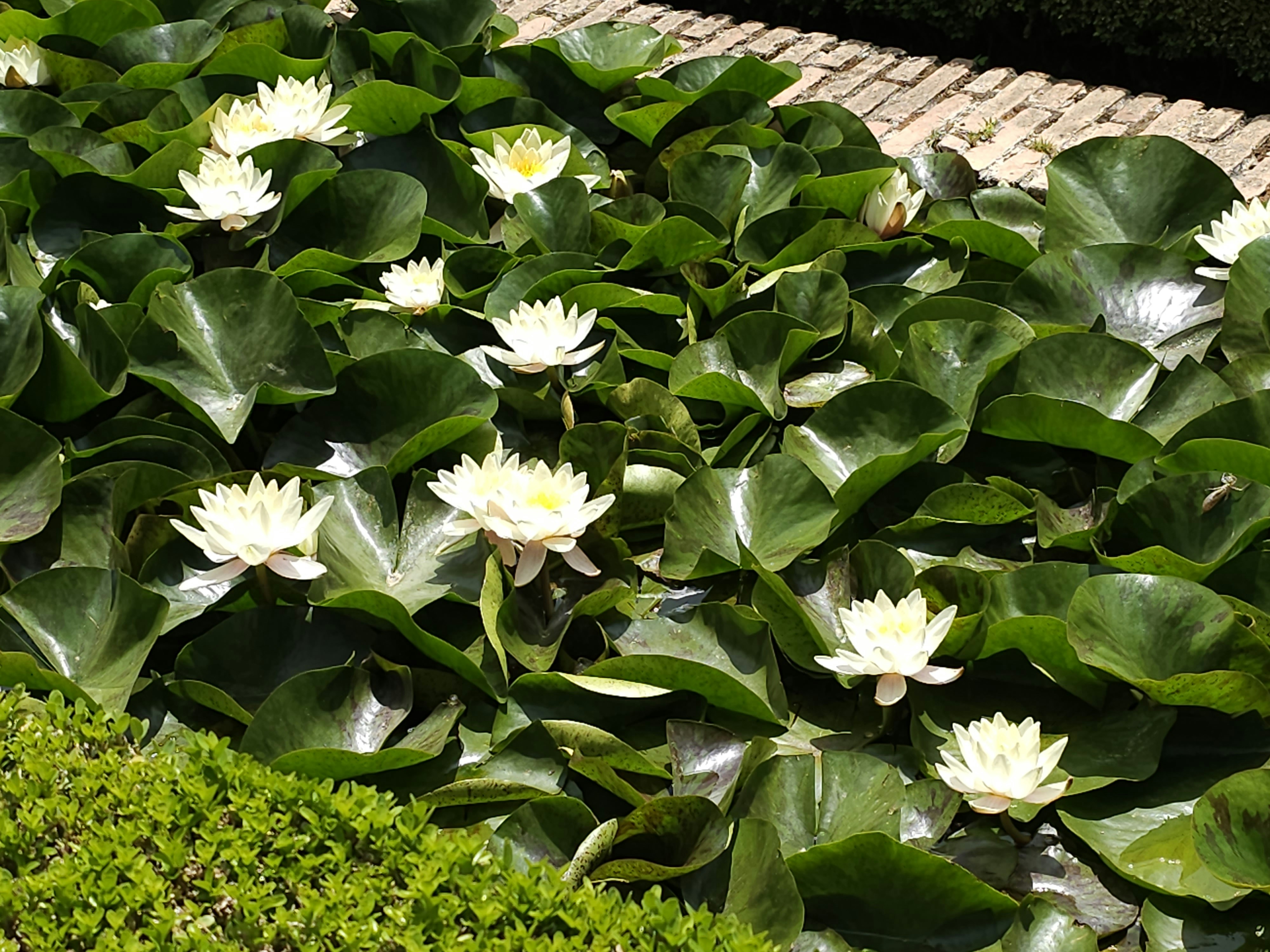 Porcelain Water Lilies on a Jade Pond: Quiet Light Among Lily Pads