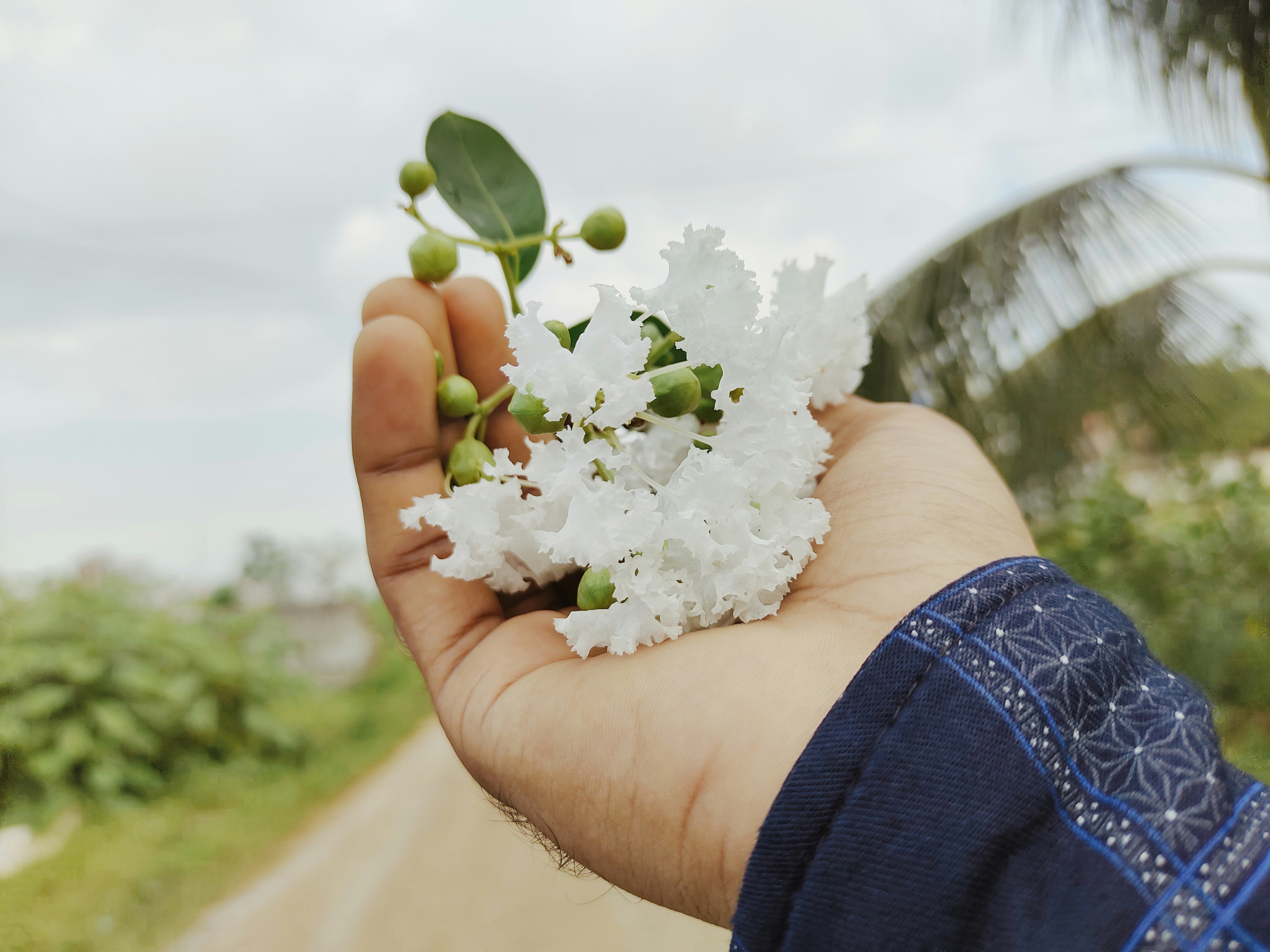 Close-up of a hand holding white ruffled blossoms and green buds, with a blurred outdoor background. A focus on the tactile contrast between skin, petals, and foliage.