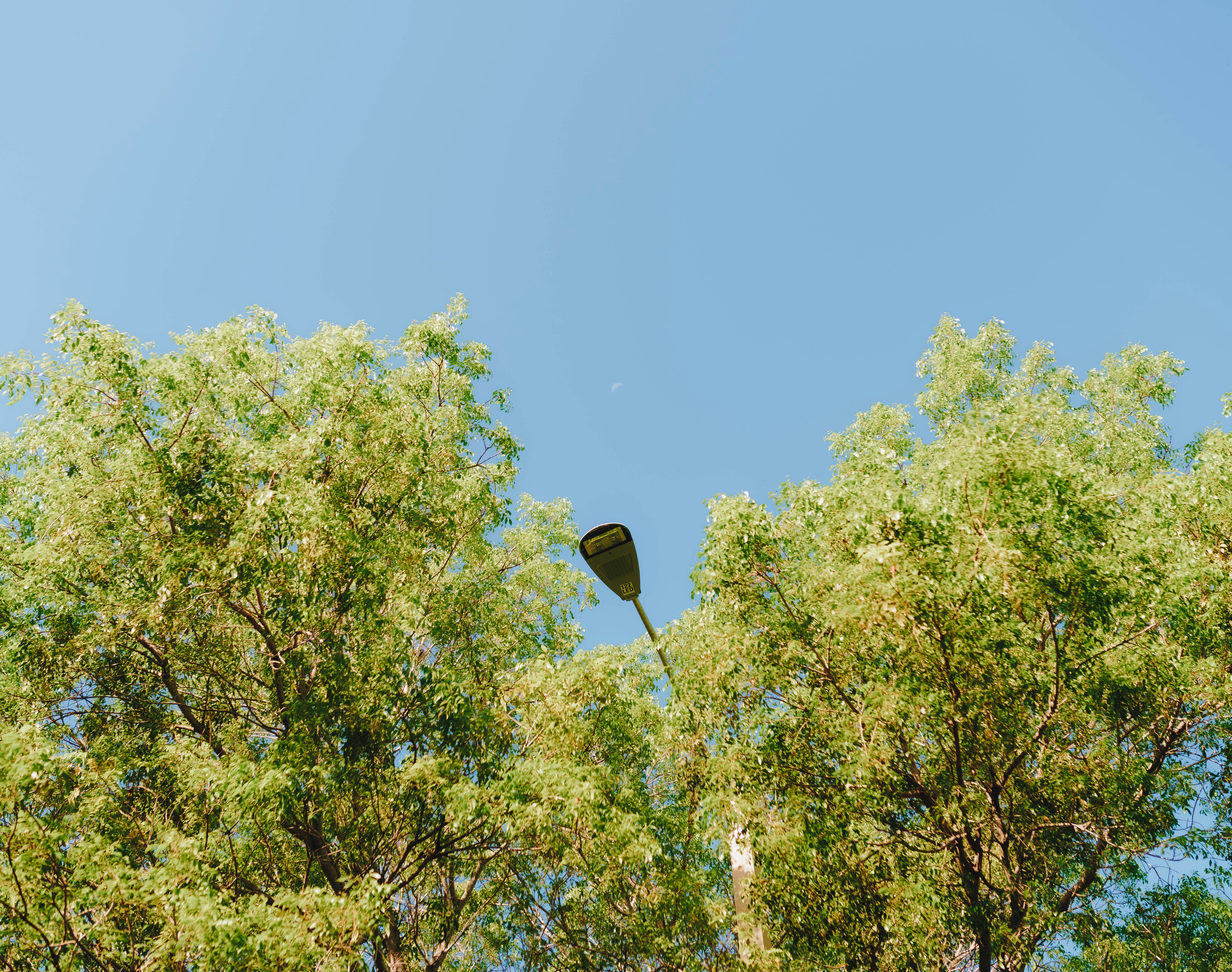 Photo by Joel Severino with Sony Alpha 7 III