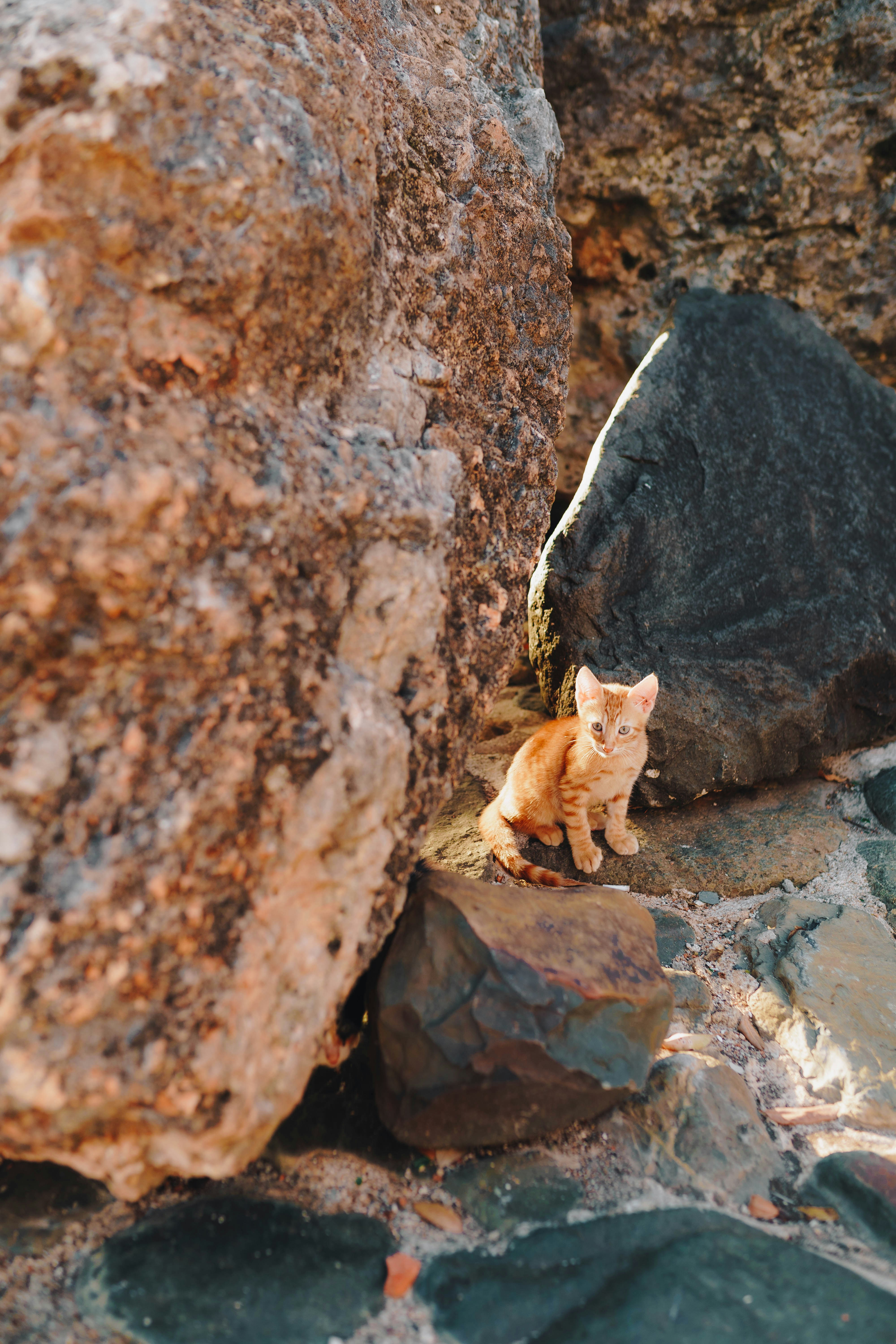 Whiskers in the Grotto: a Rust-Red Kitten Among Stone Giants