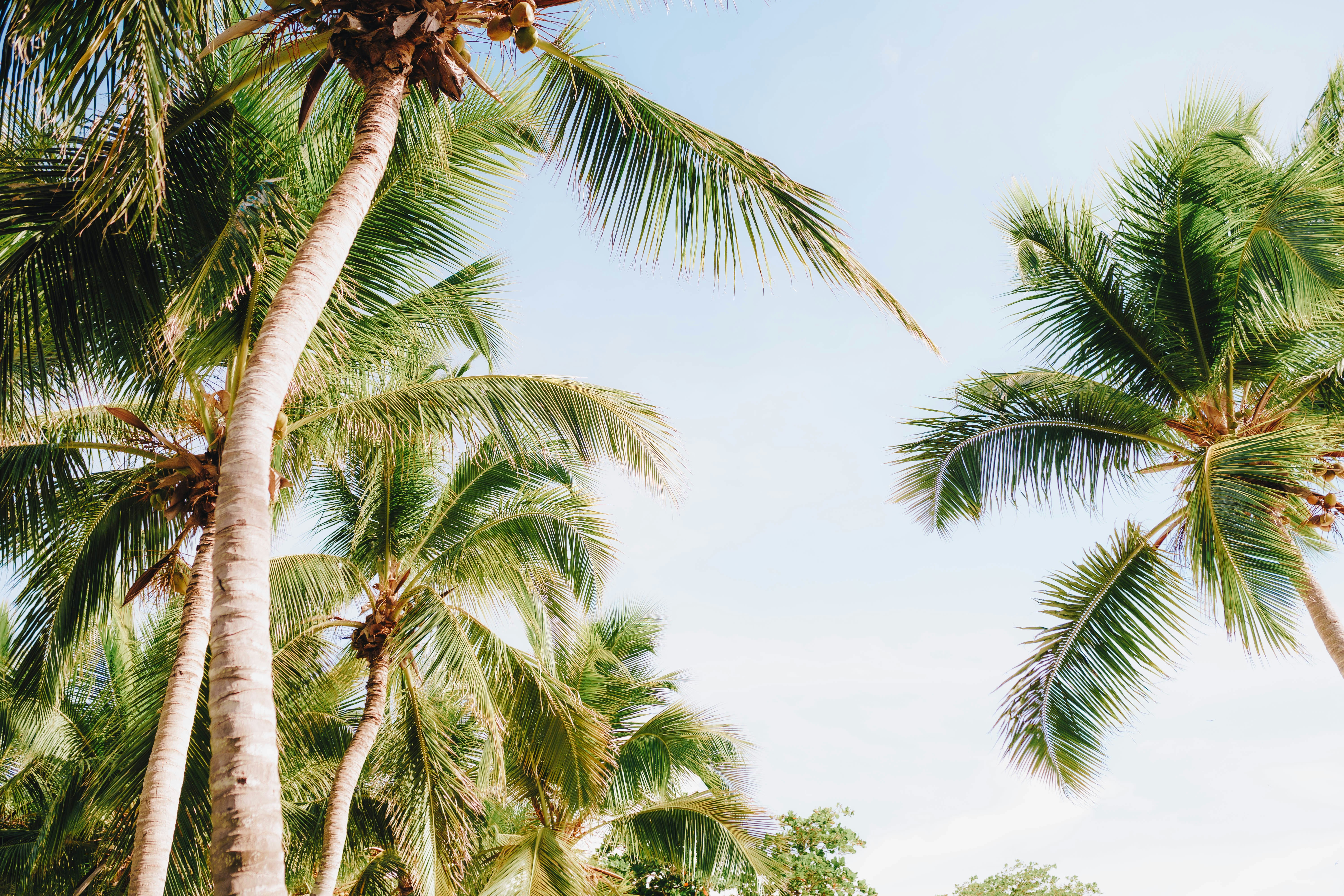 A couple of palm trees that are next to each other photo – Free ...