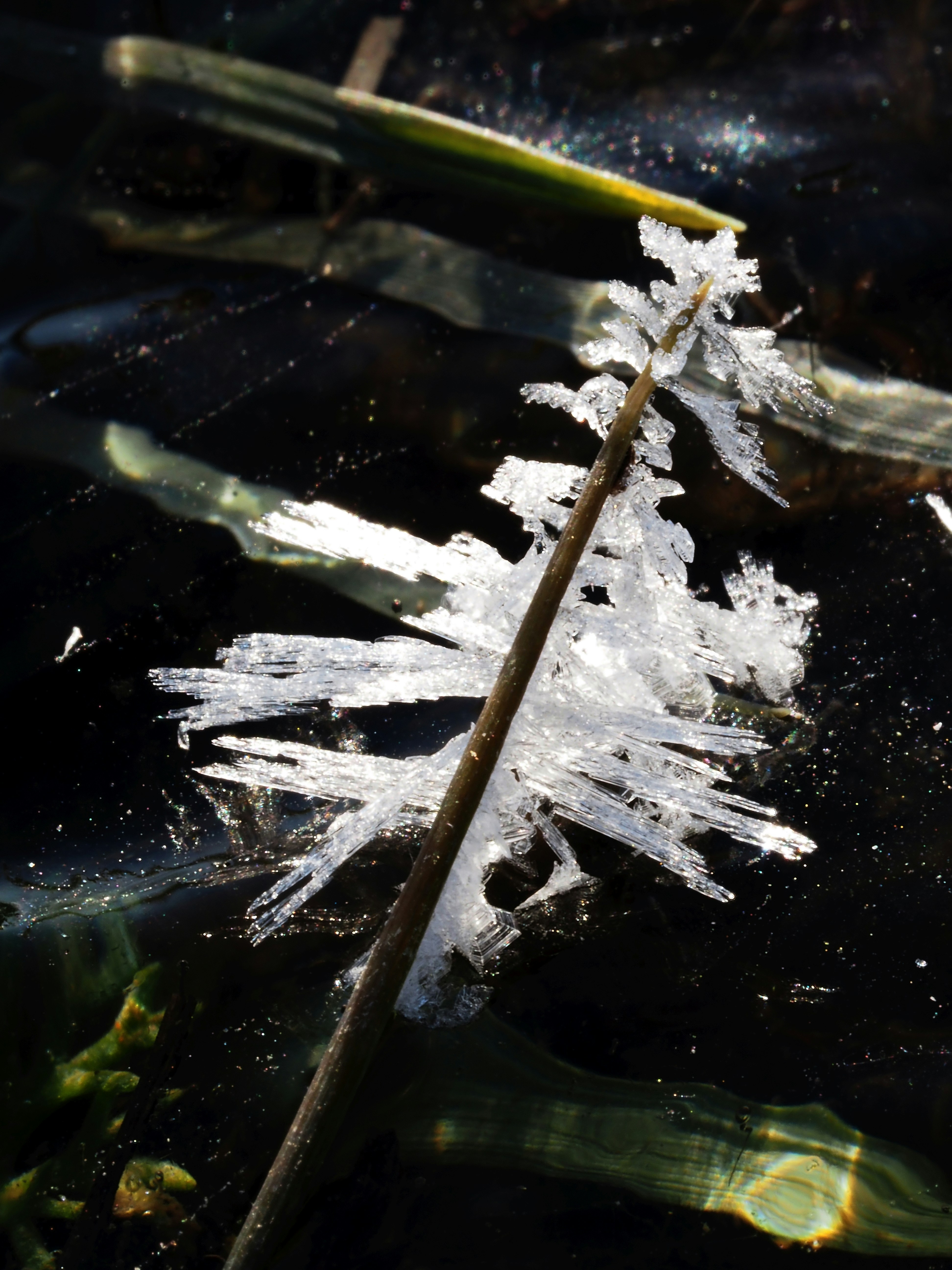 A close up of a leaf with ice on it photo – Free Orenburg Image on Unsplash