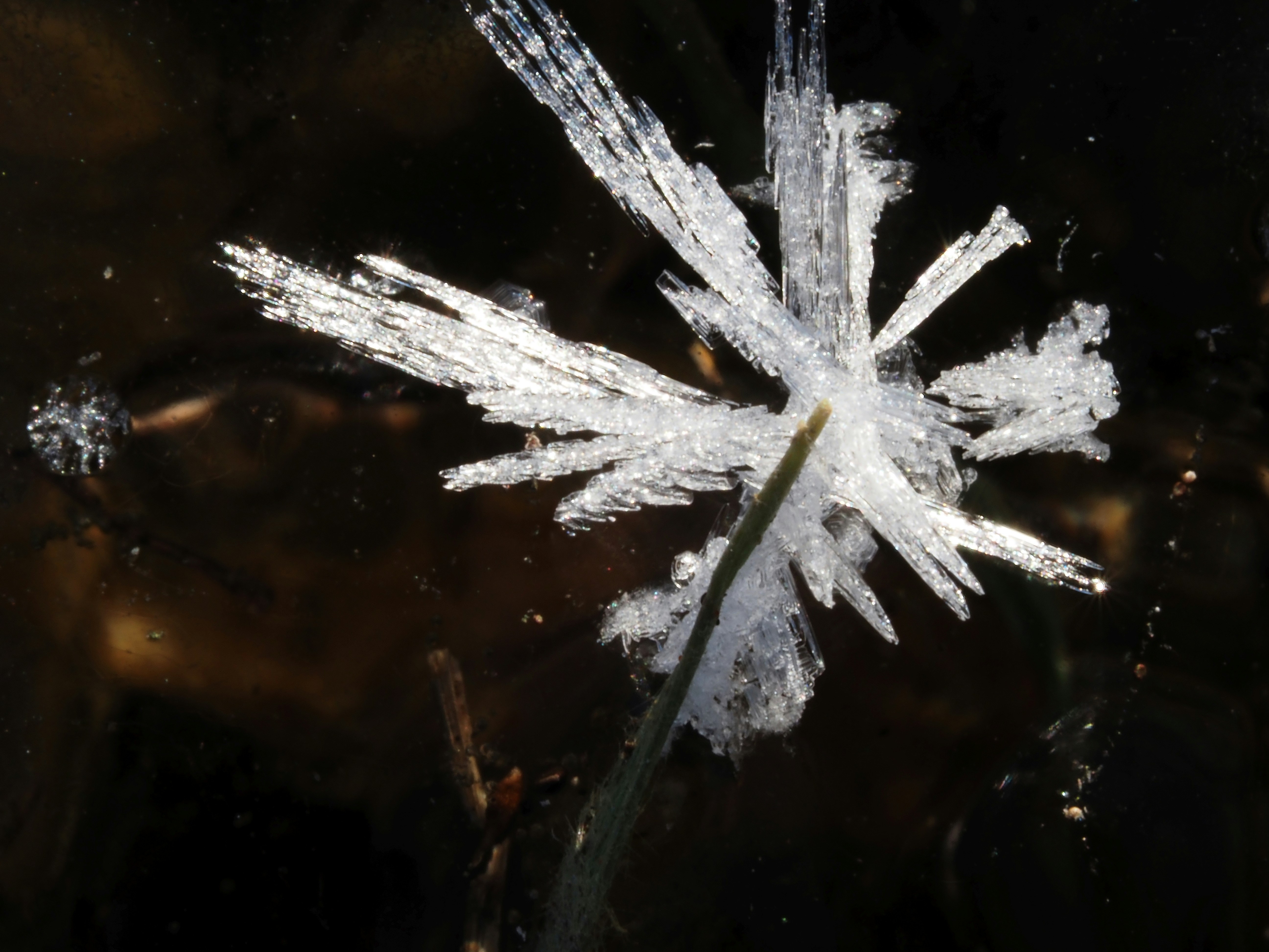 Frost Starburst Crowned on a Winter Twig