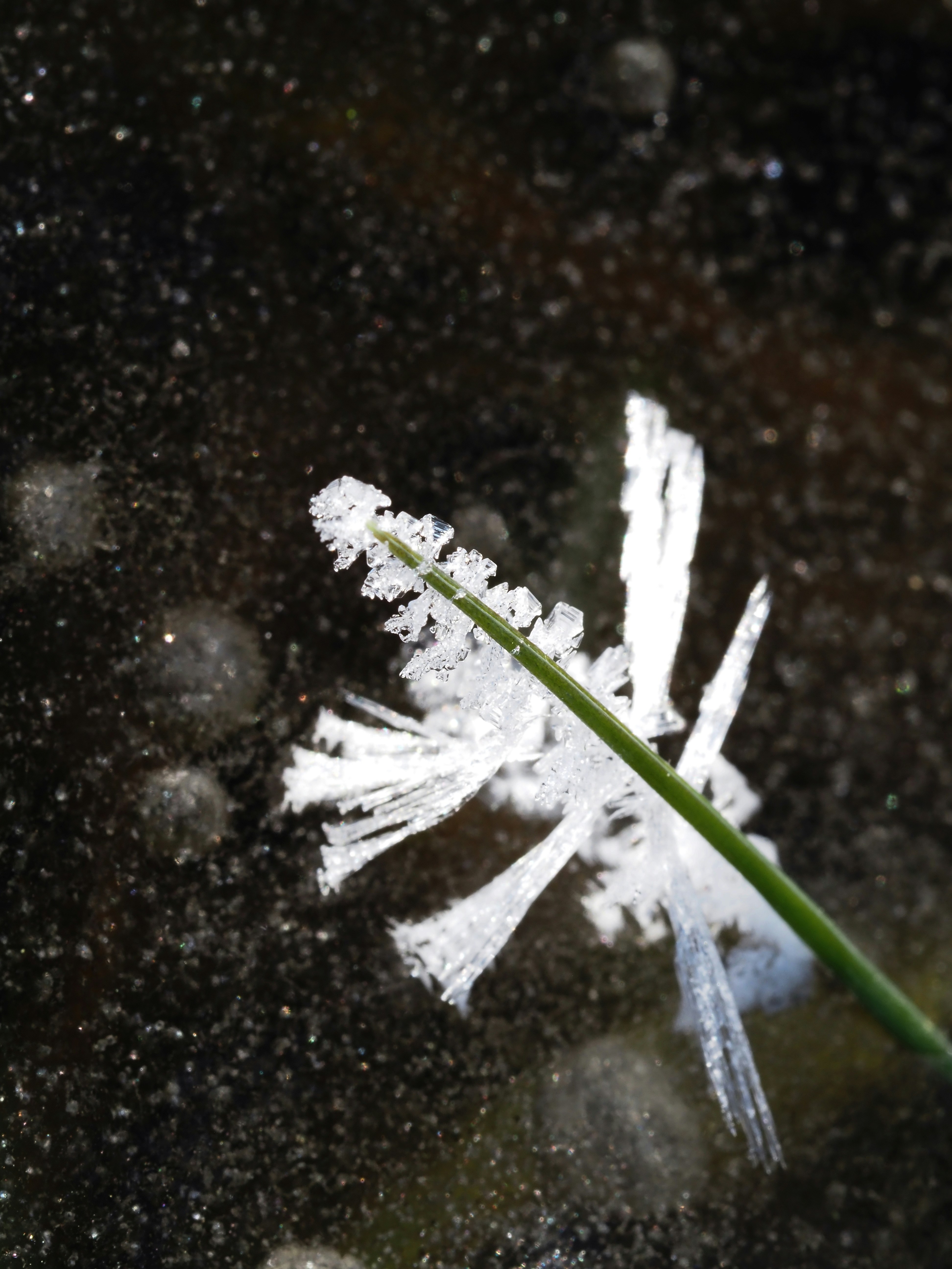 Dendritic Frost on a Grass Blade: A Quiet Macro Moment