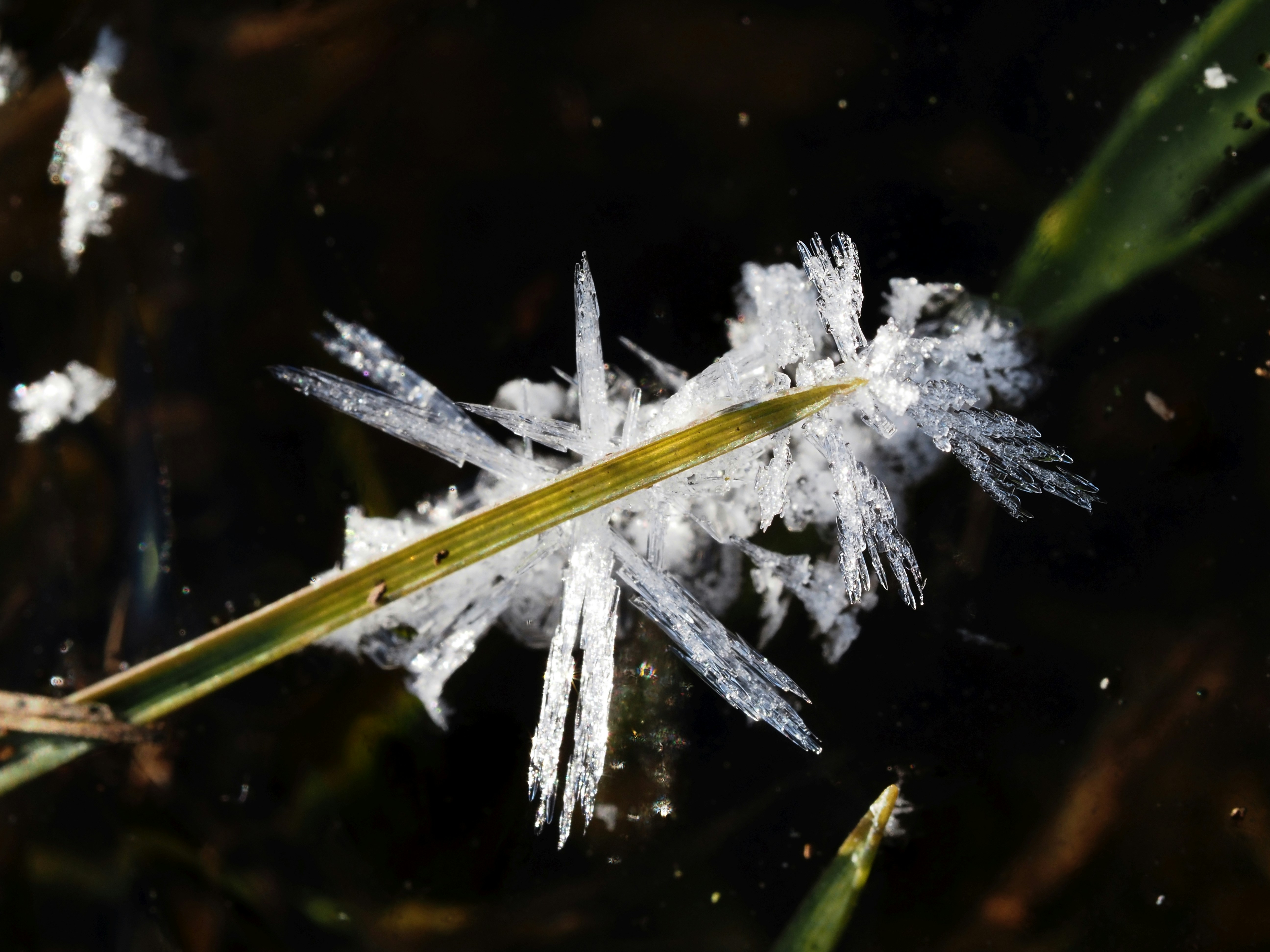 Frost-Crystal Crown on a Grass Blade