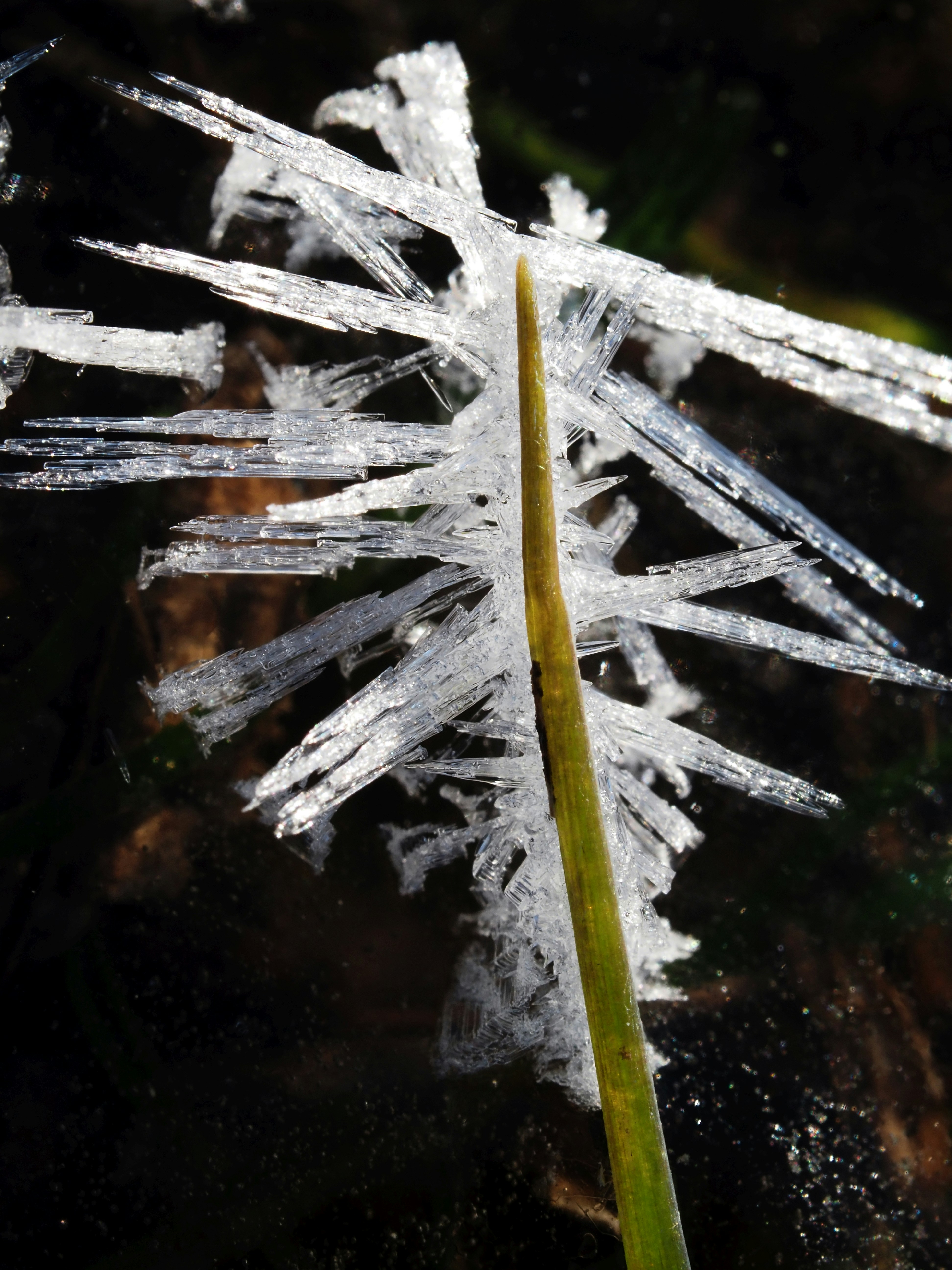 Crystal Crown on a Grass Needle: A Macro Frost Portrait