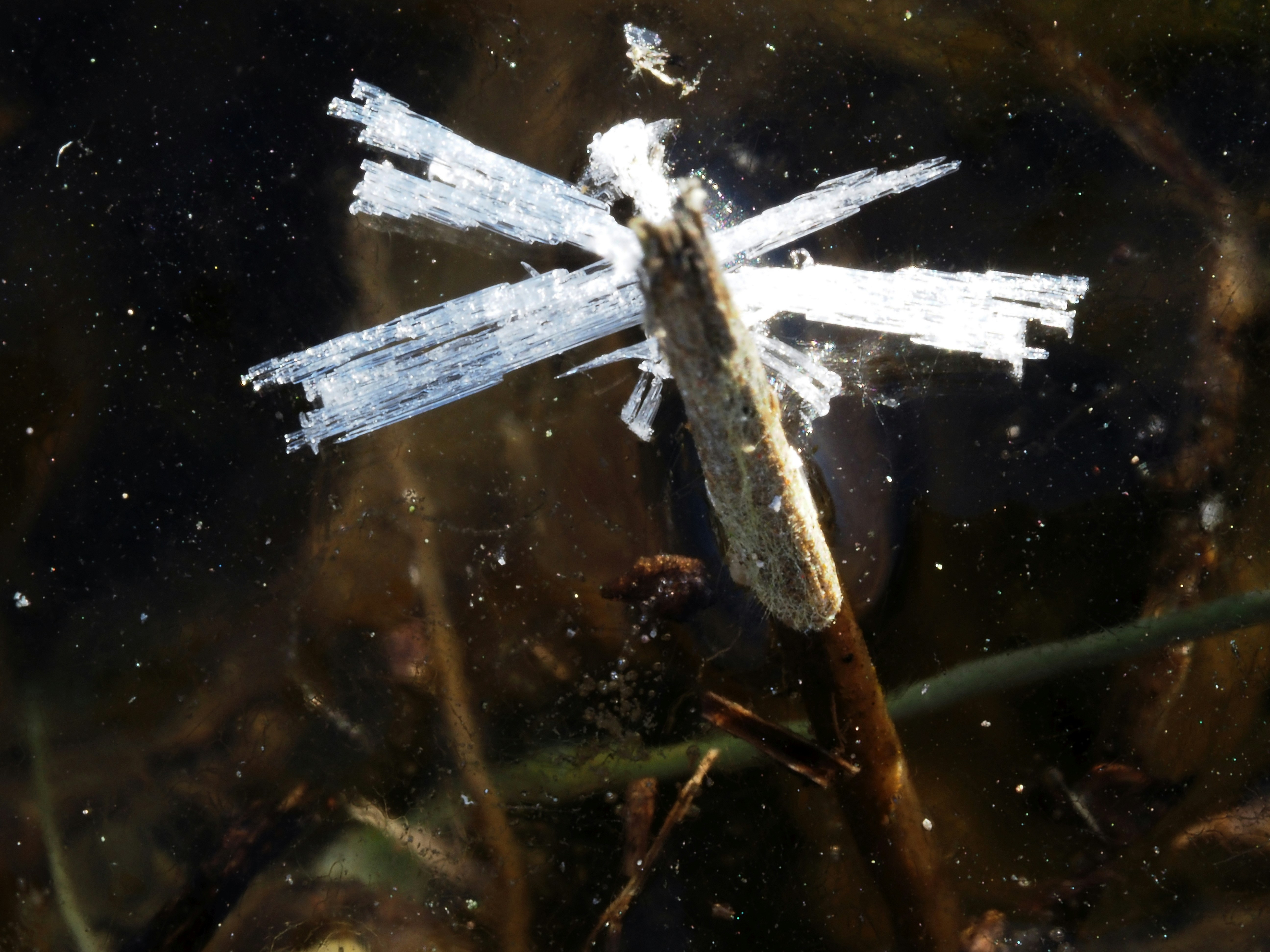 A close up of a frozen stick in water photo – Free White Image on Unsplash