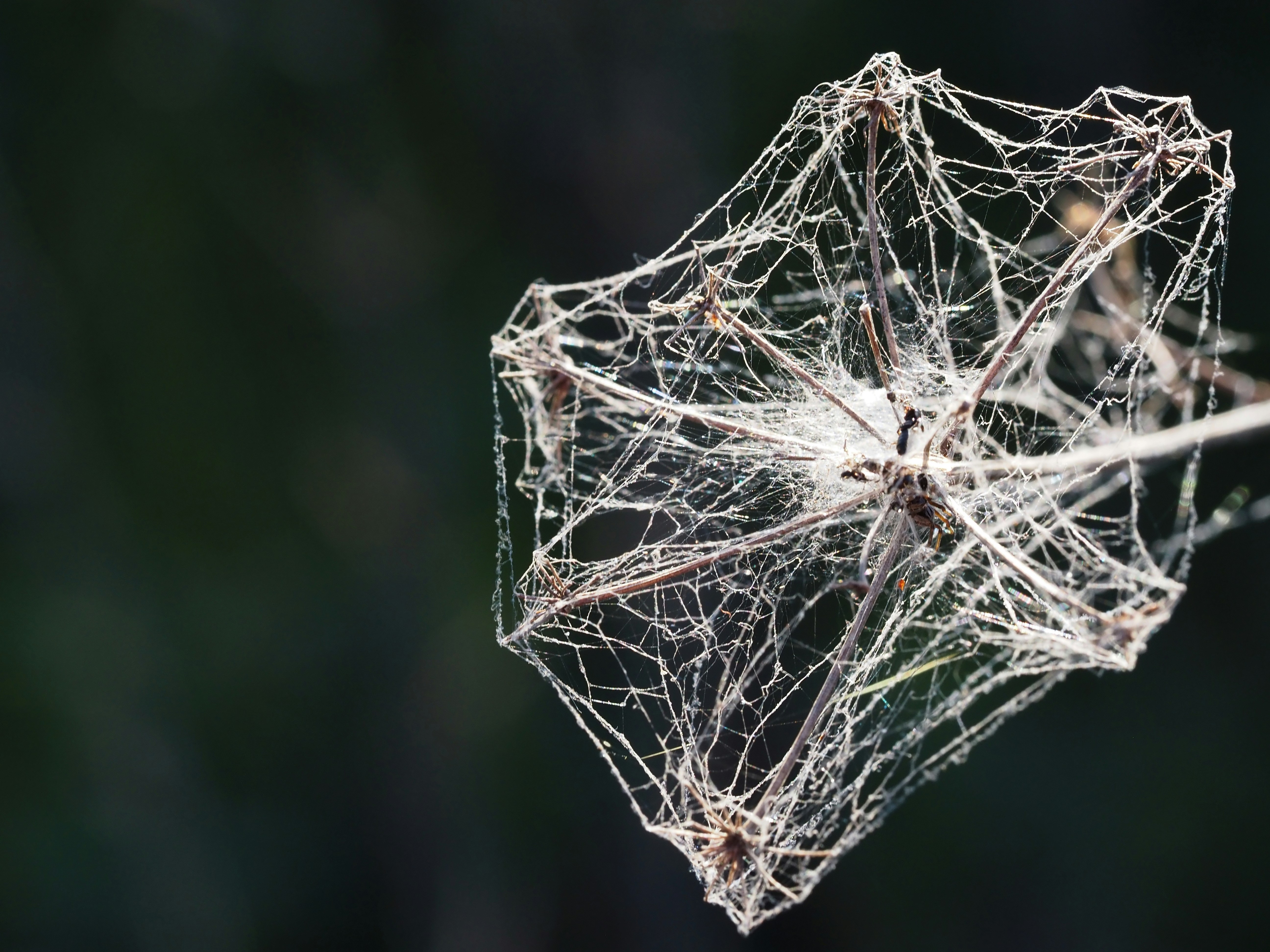 A spider web hanging from a tree branch photo – Free Plant Image on ...