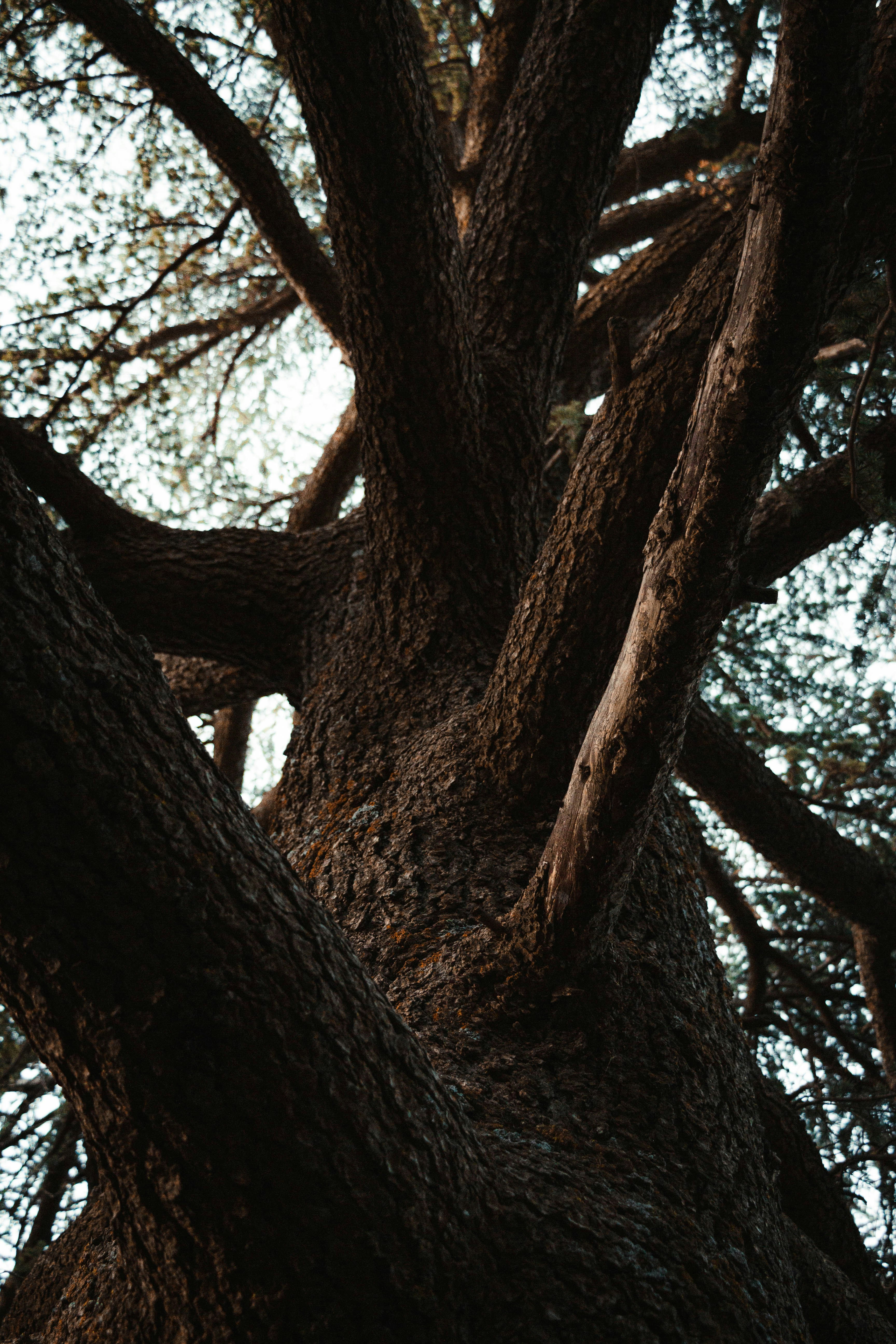 A black and white photo of a large tree photo – Free Vegetation Image ...