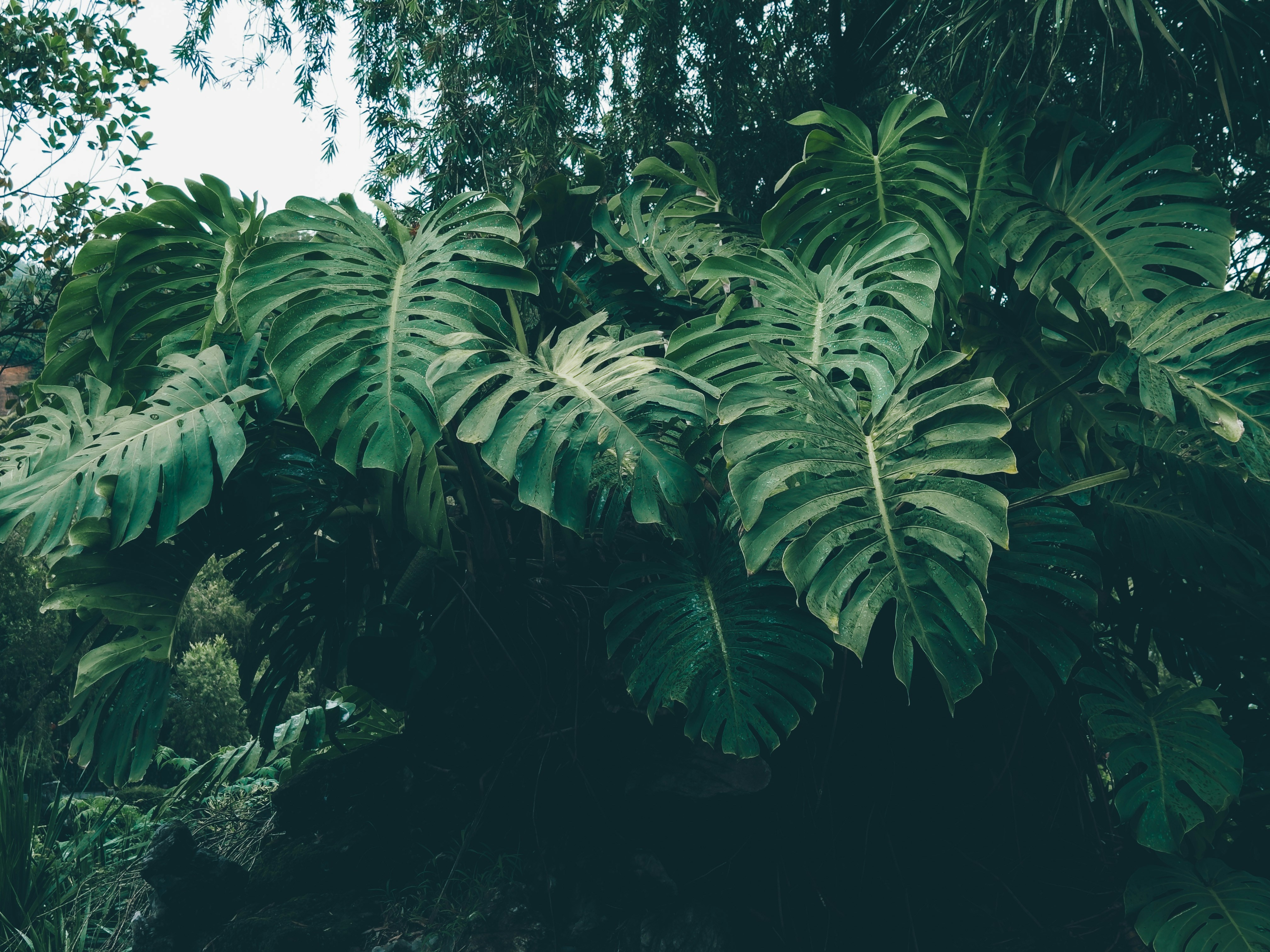 Verdant Canopy: Monstera Leaves Overhanging a Shaded Gap
