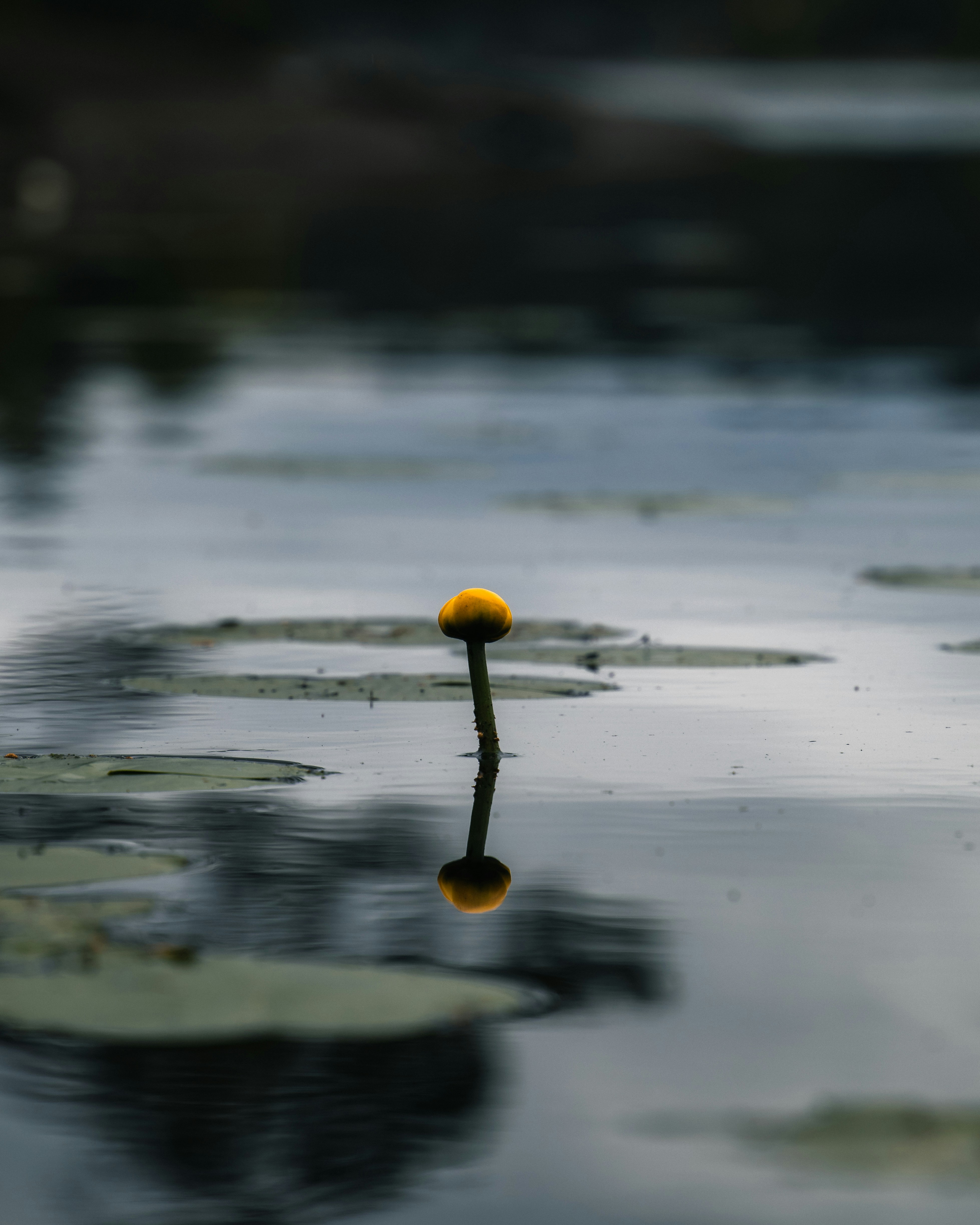 Solitary Yellow Cap Rising from a Glassy Pond