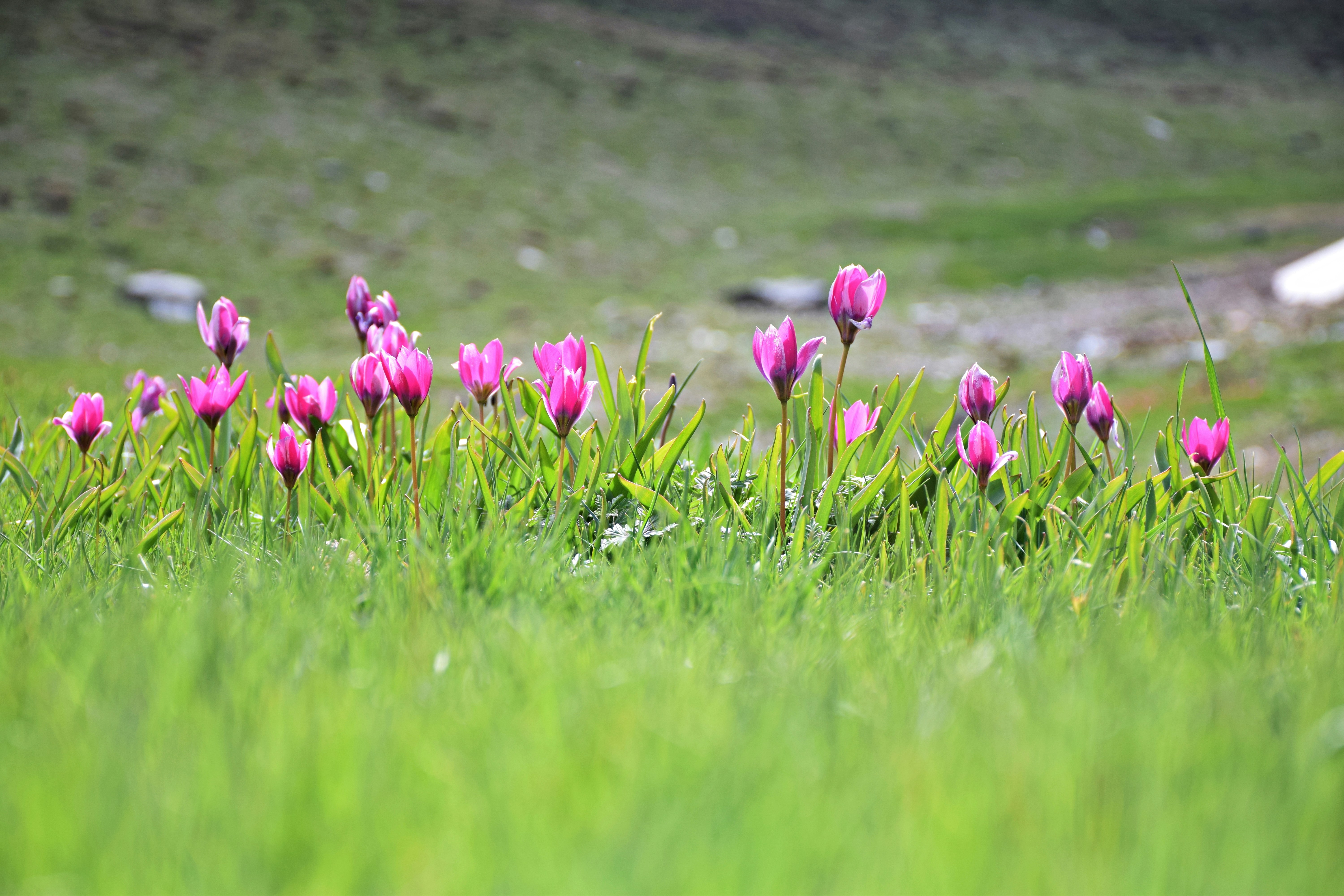 Tulip Chorus in a Dew-Washed Meadow