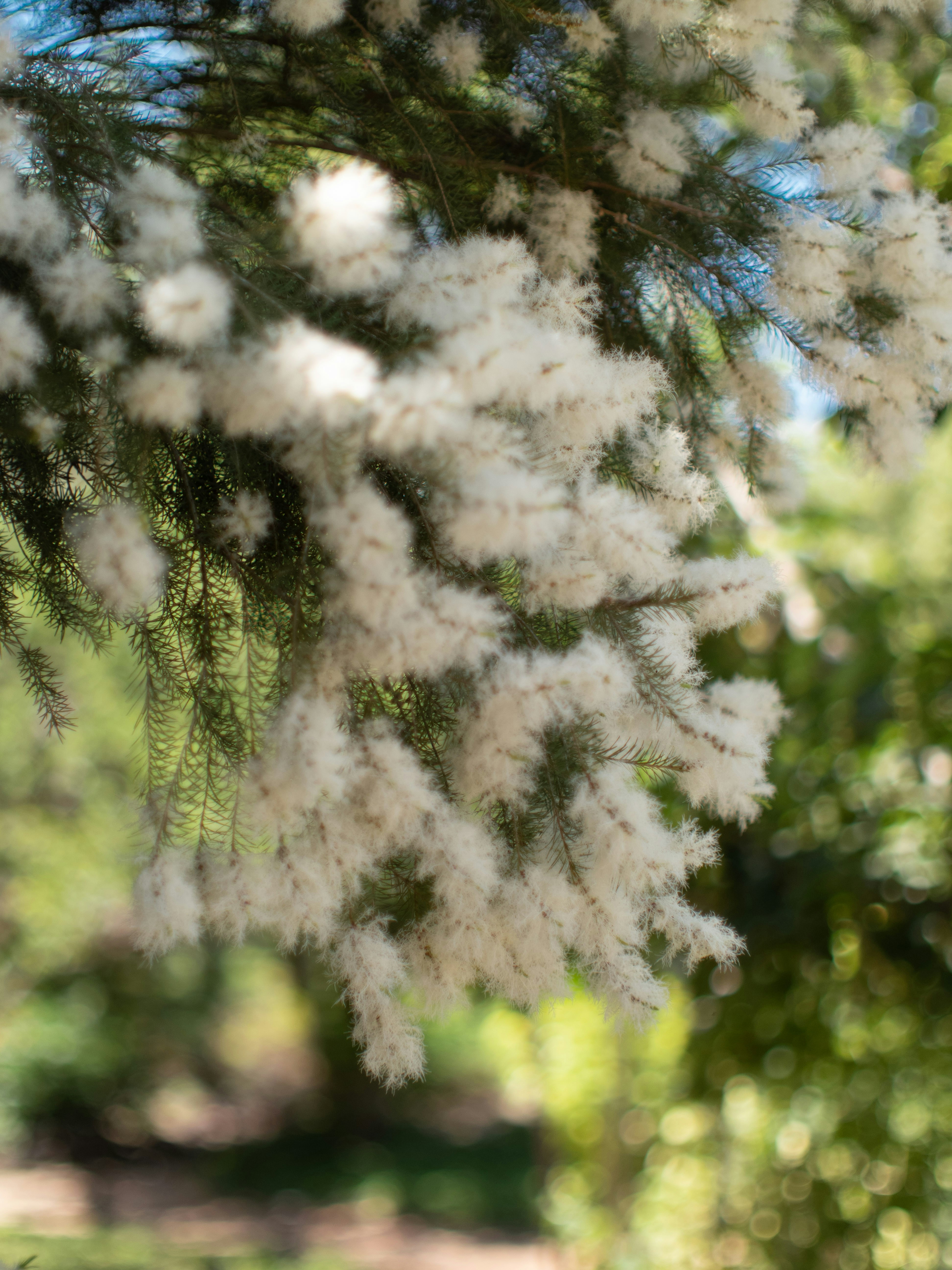Cotton-Cloaked Pine Catkins in Dappled Sunlight