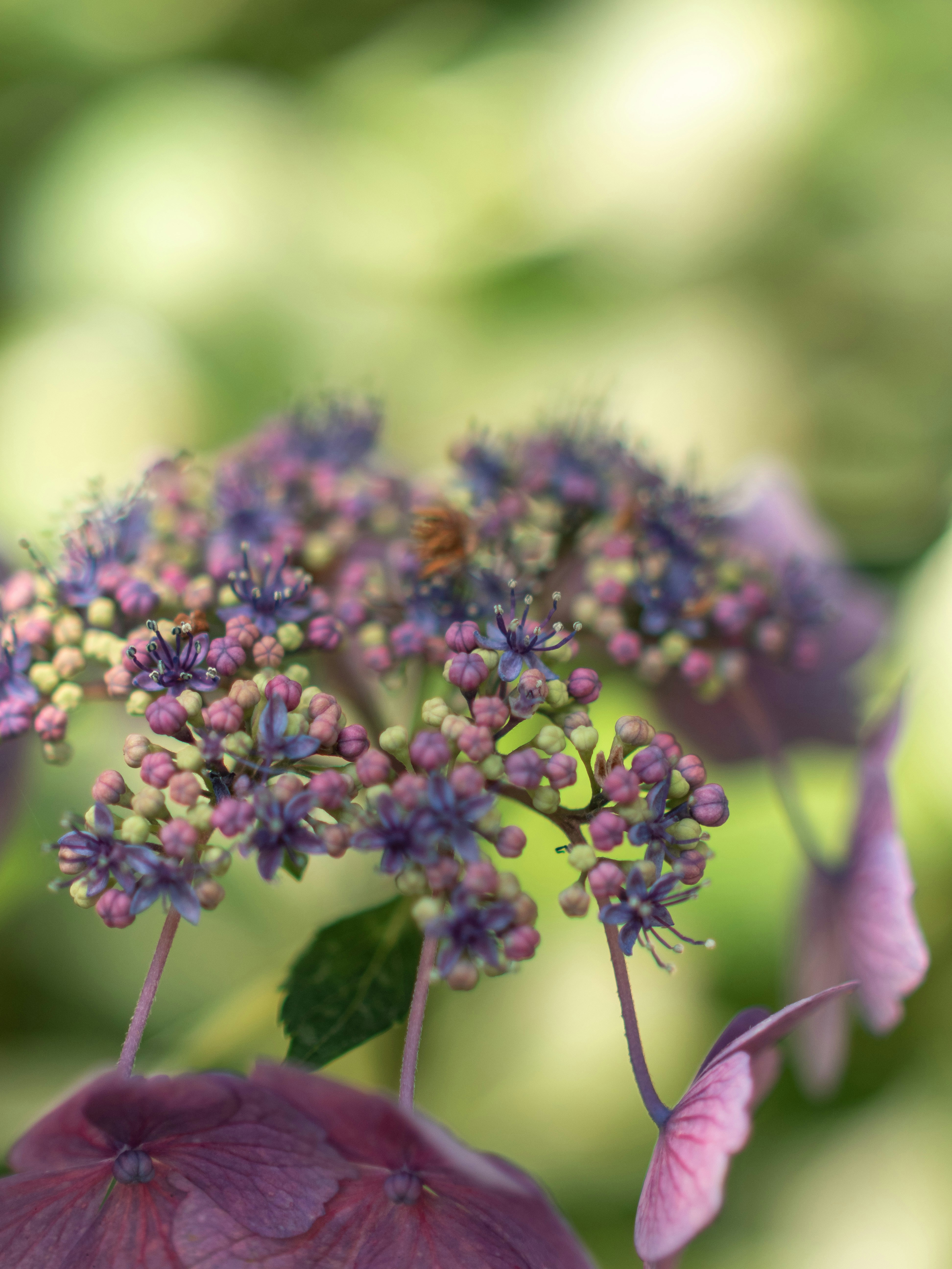 Close-up of Hydrangea Buds: Velvet Bokeh in Spring Light