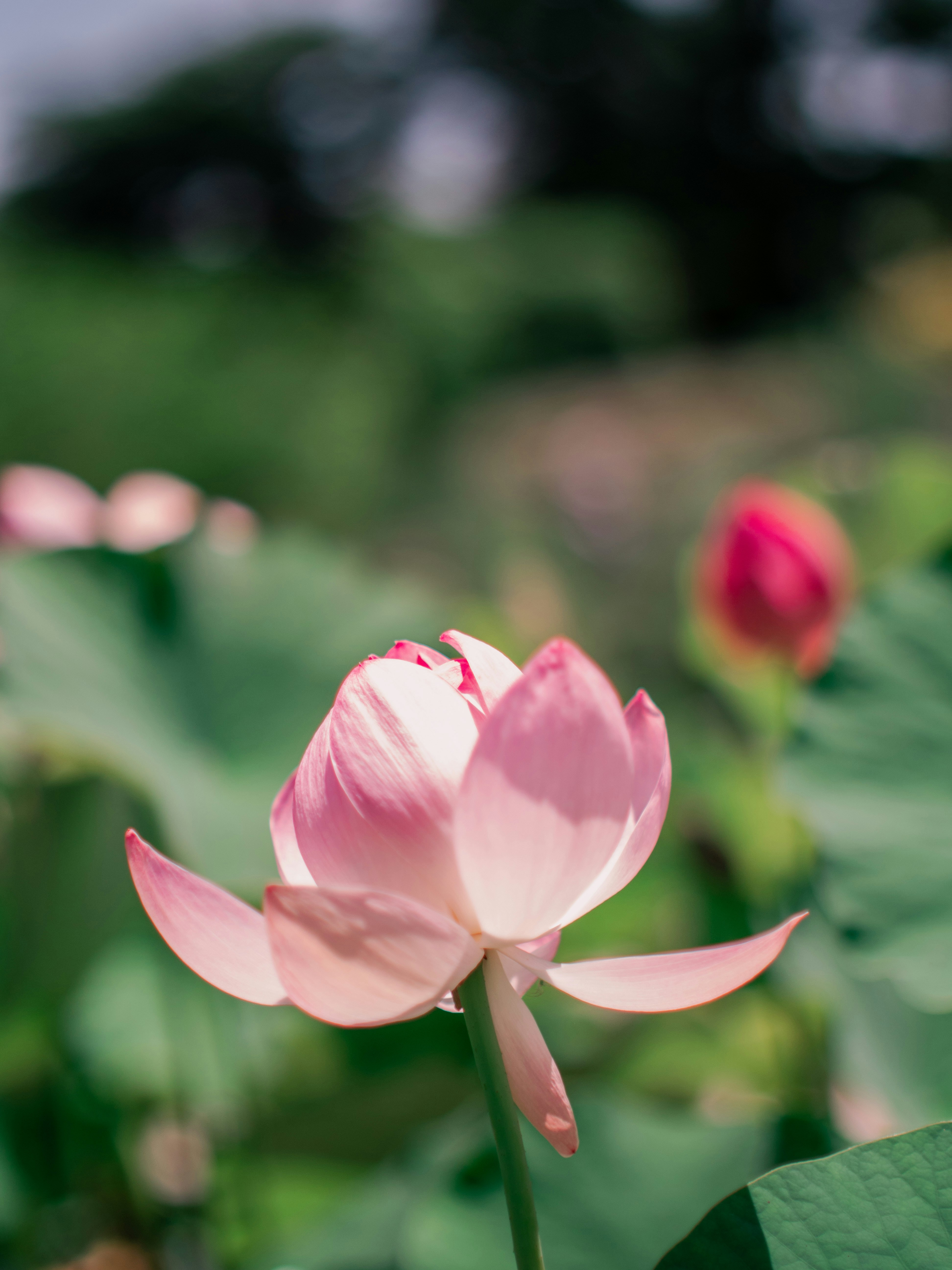 Petal Promise: a pink lotus bloom against a verdant, softly blurred backdrop