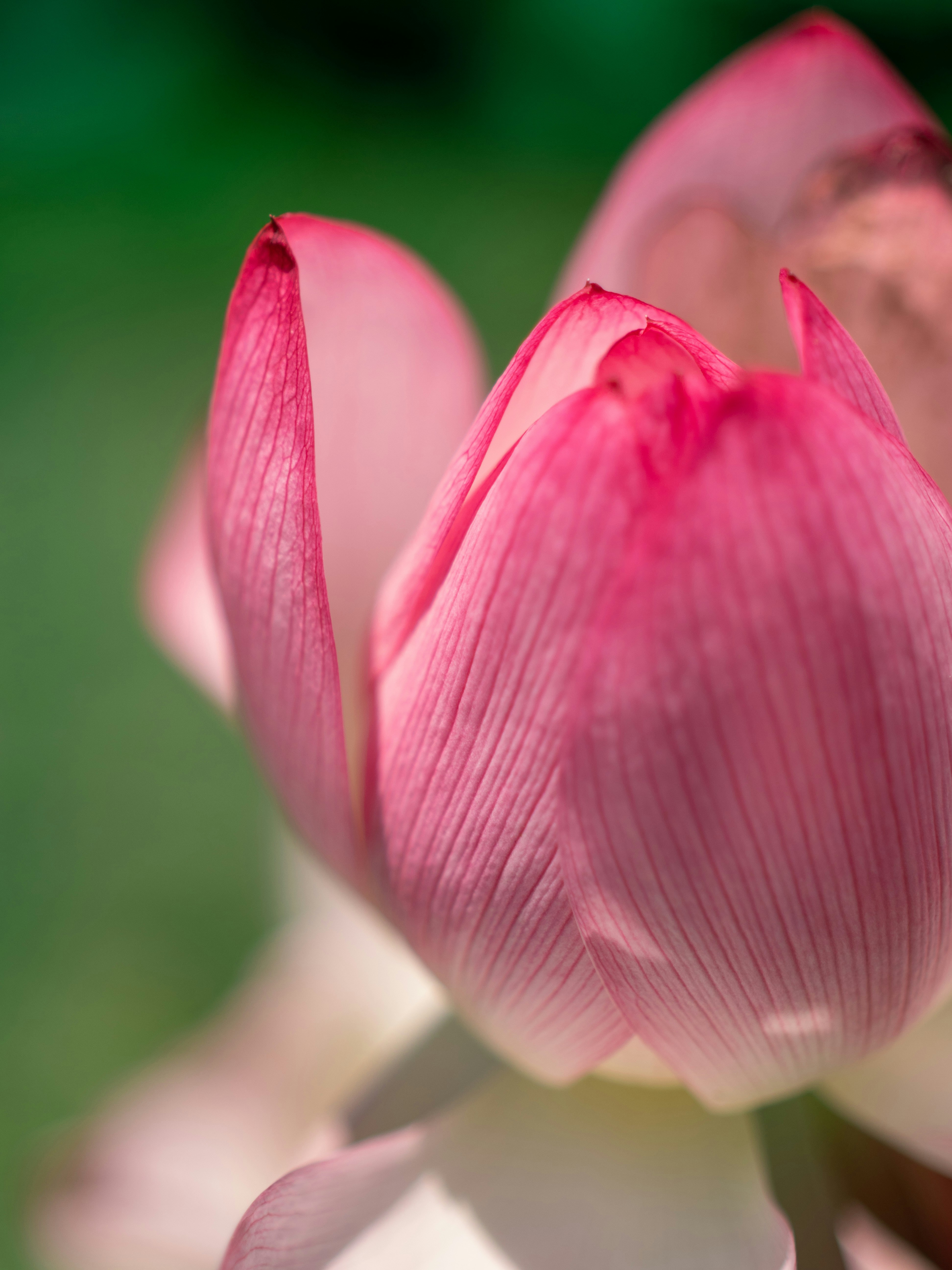 Petal Edge Portrait: A Close-up of Pink Tulip Veins