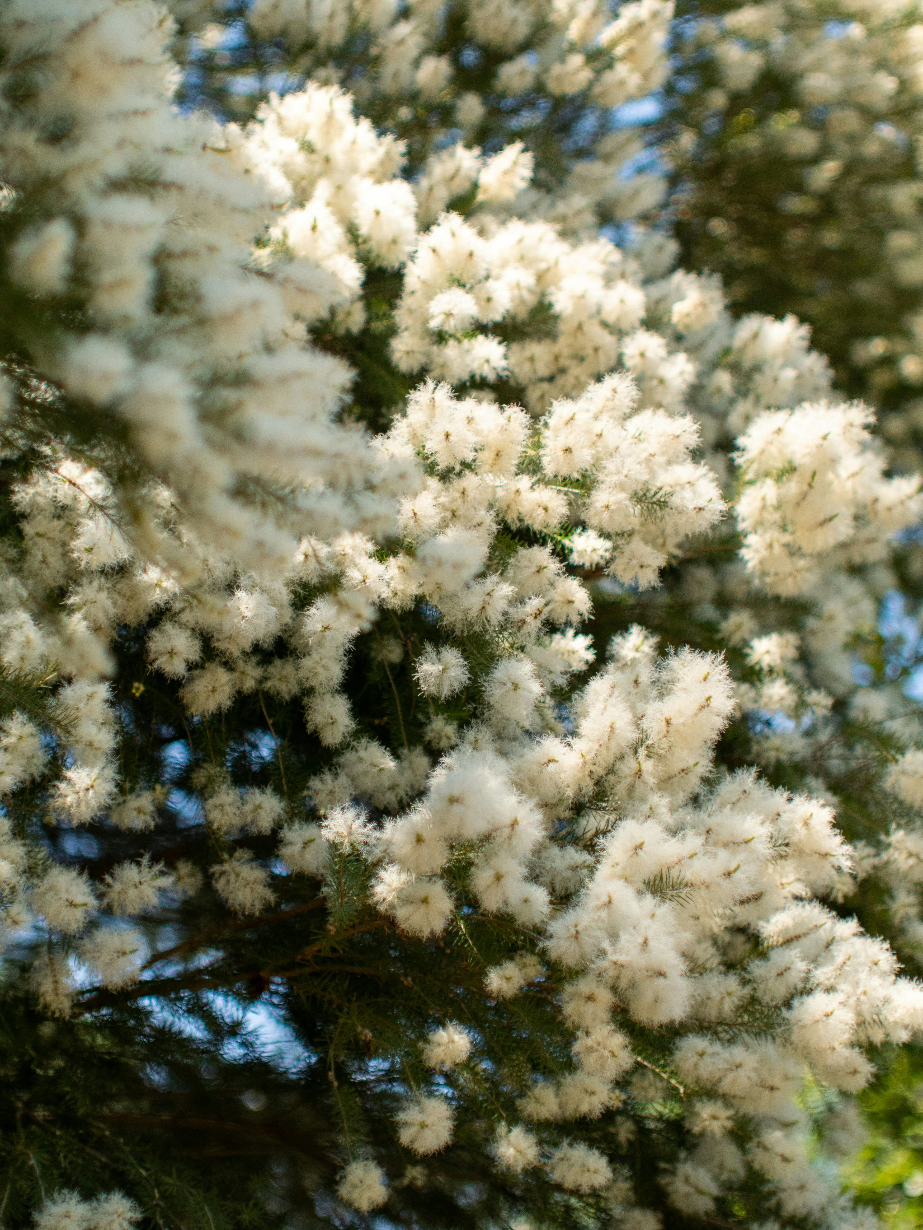 Cottony Pine Blossoms Against a Clear Blue Sky