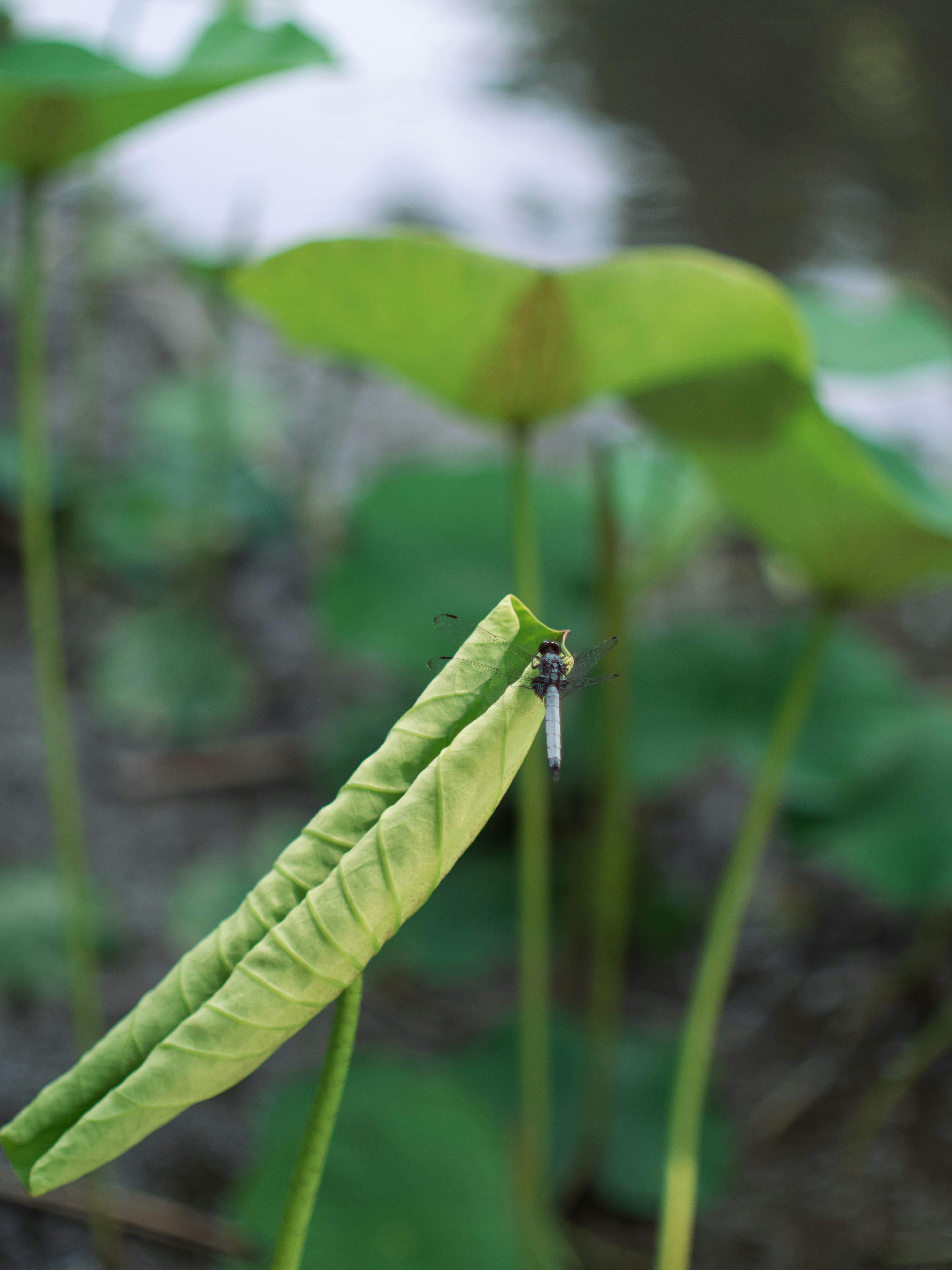 Dragonfly On a Veined Leaf: a Quiet Macro Moment
