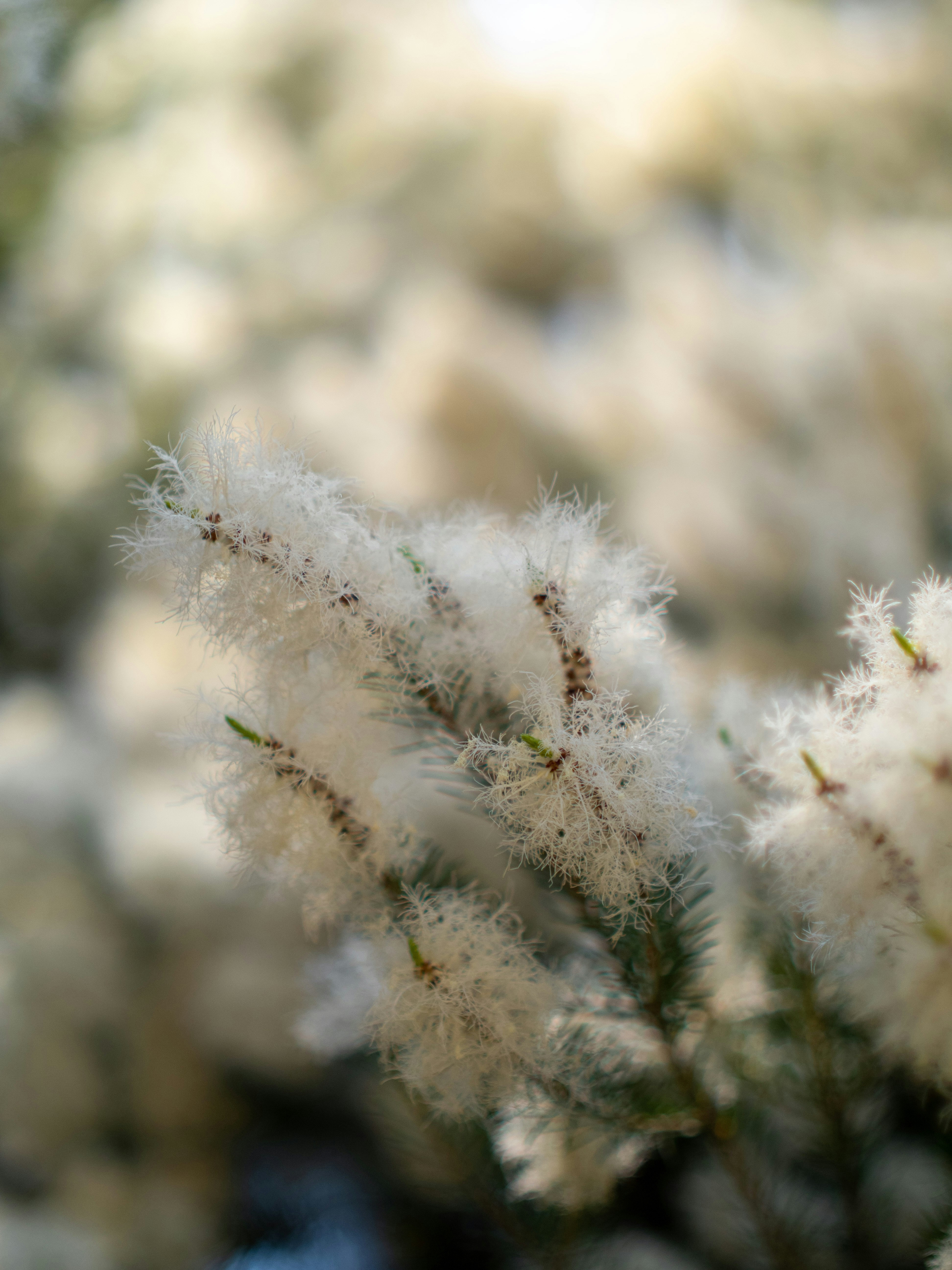 Whispers of Winter: Frosted Tassels in Soft Focus