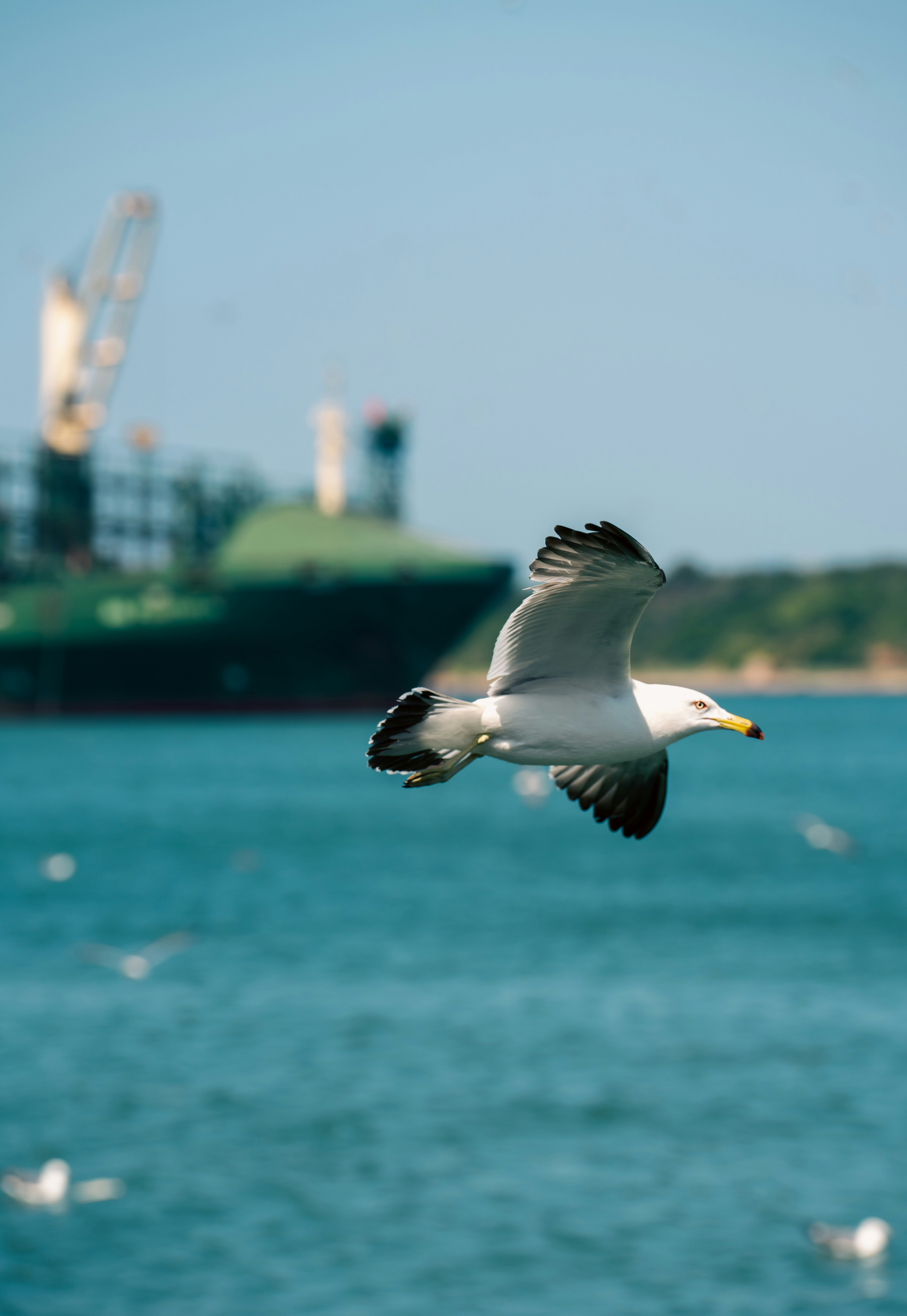 Harbor Glide: Seagull Soars Over Turquoise Water and Distant Cranes