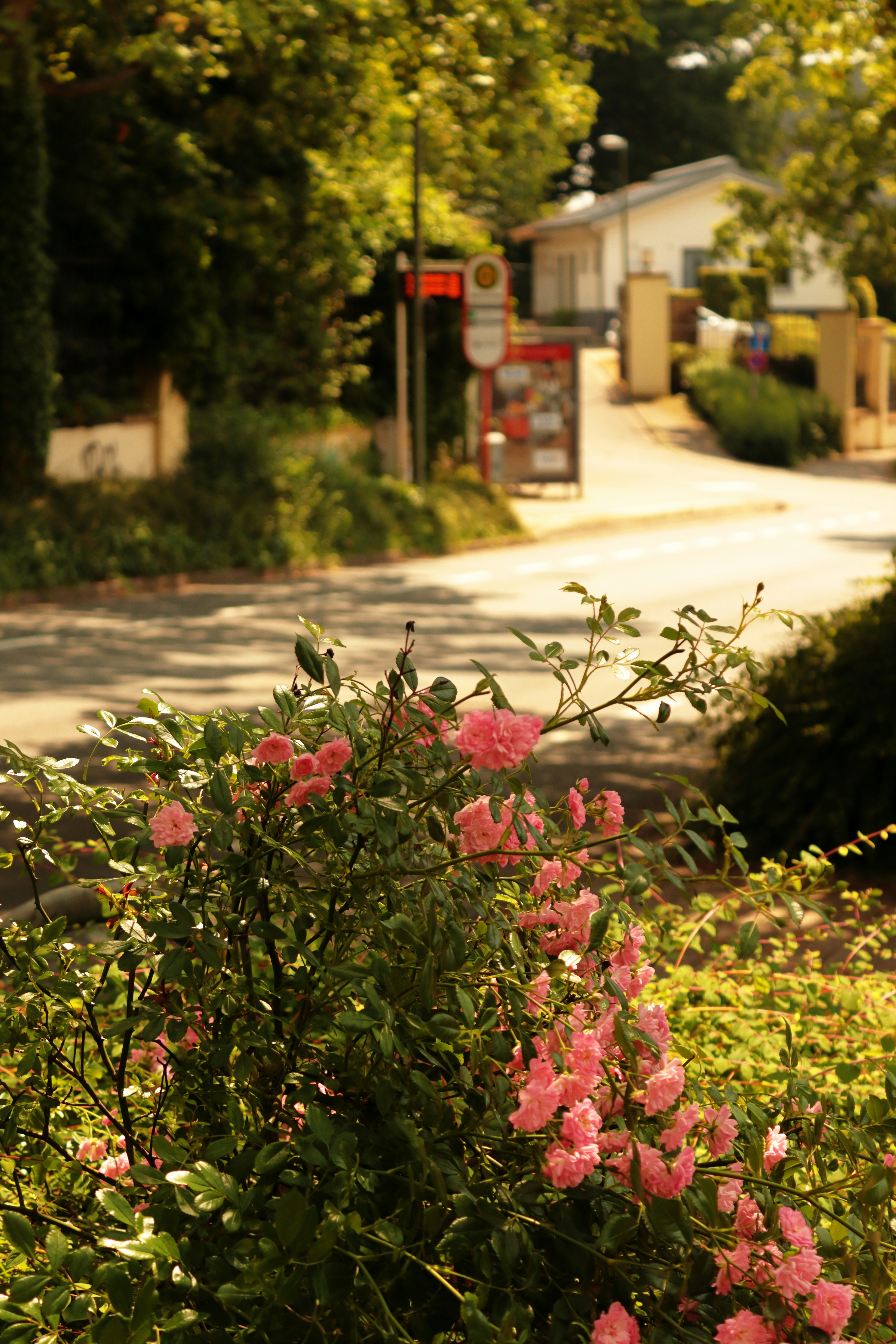 Photo by Lars Portjanow with Canon EOS 250D