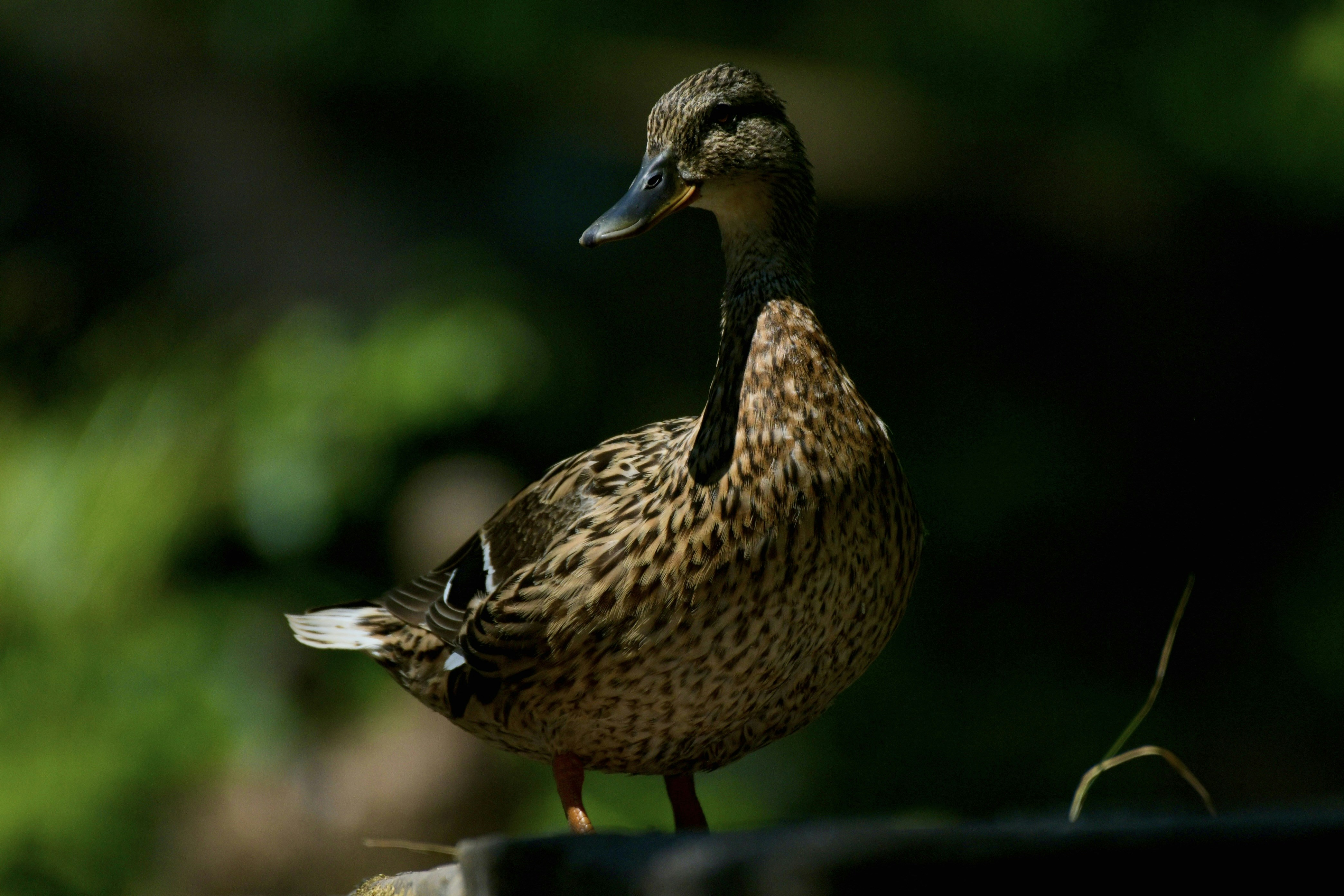 Dappled Light Mallard: A Quiet Moment on the Stone Ledge