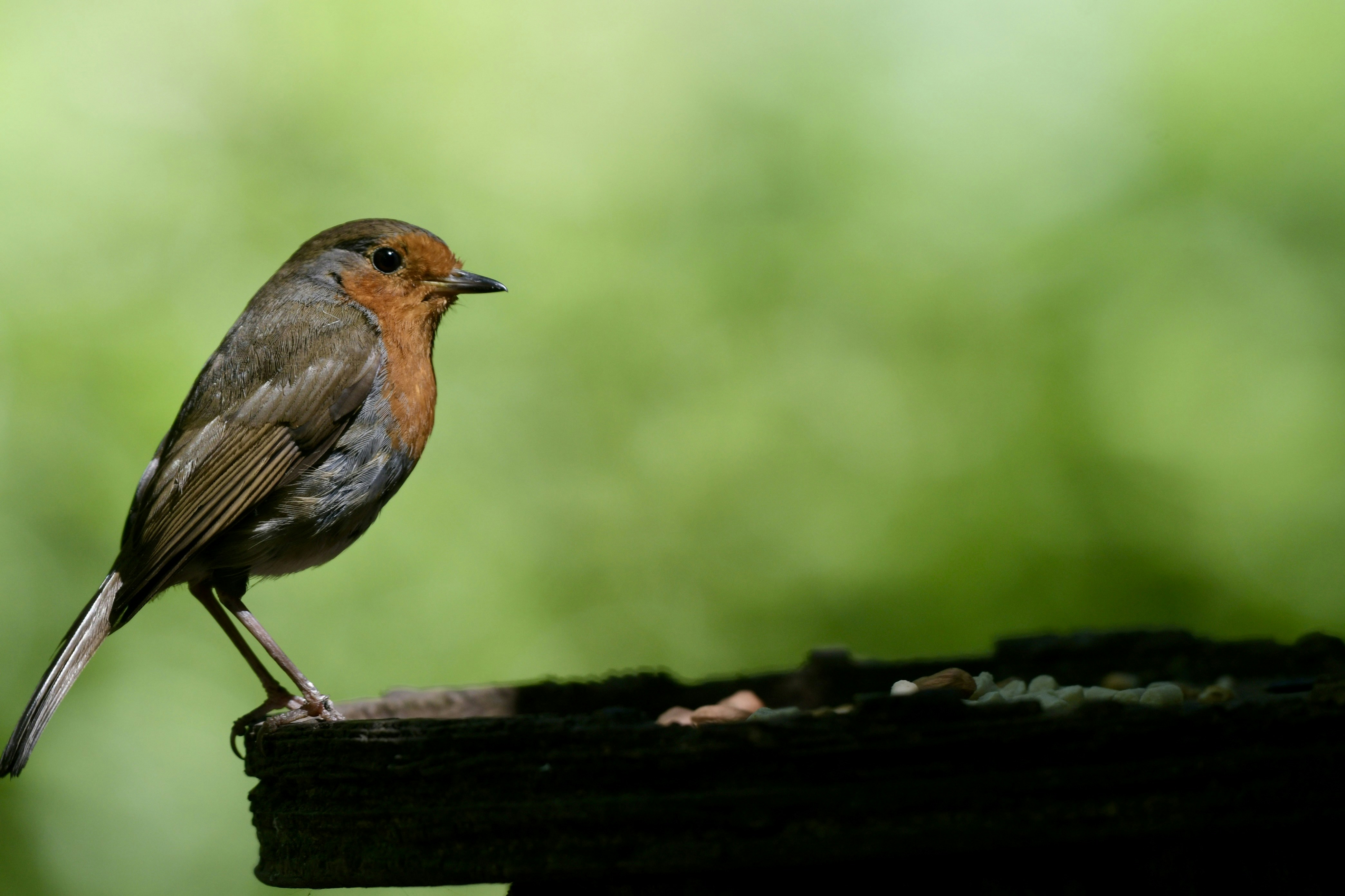 Robin on a Weathered Ledge: Quiet Focus Against a Verdant Blur