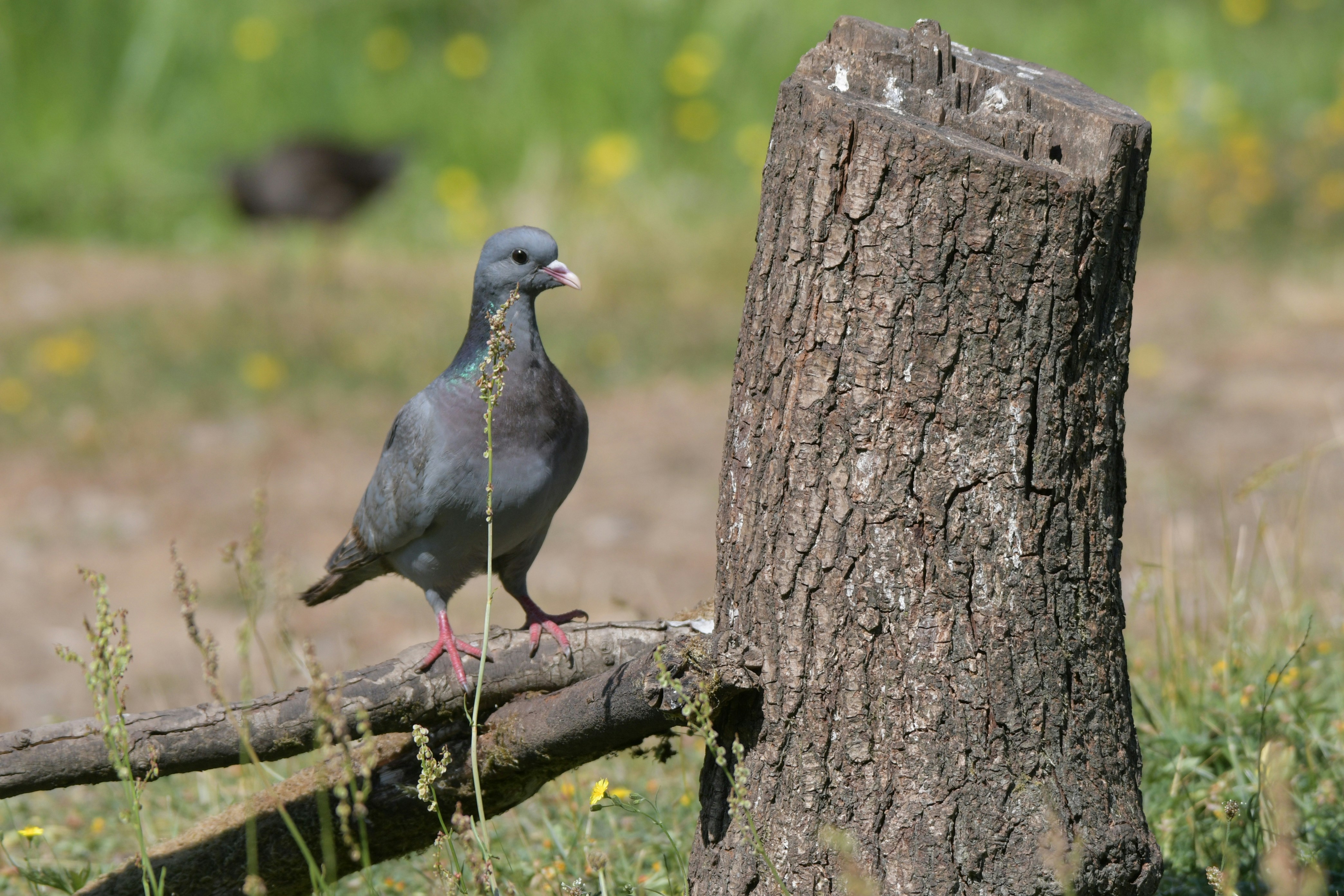 Perch beside the Weathered Log: Pigeon by a Tree Stump in Sunlit Field