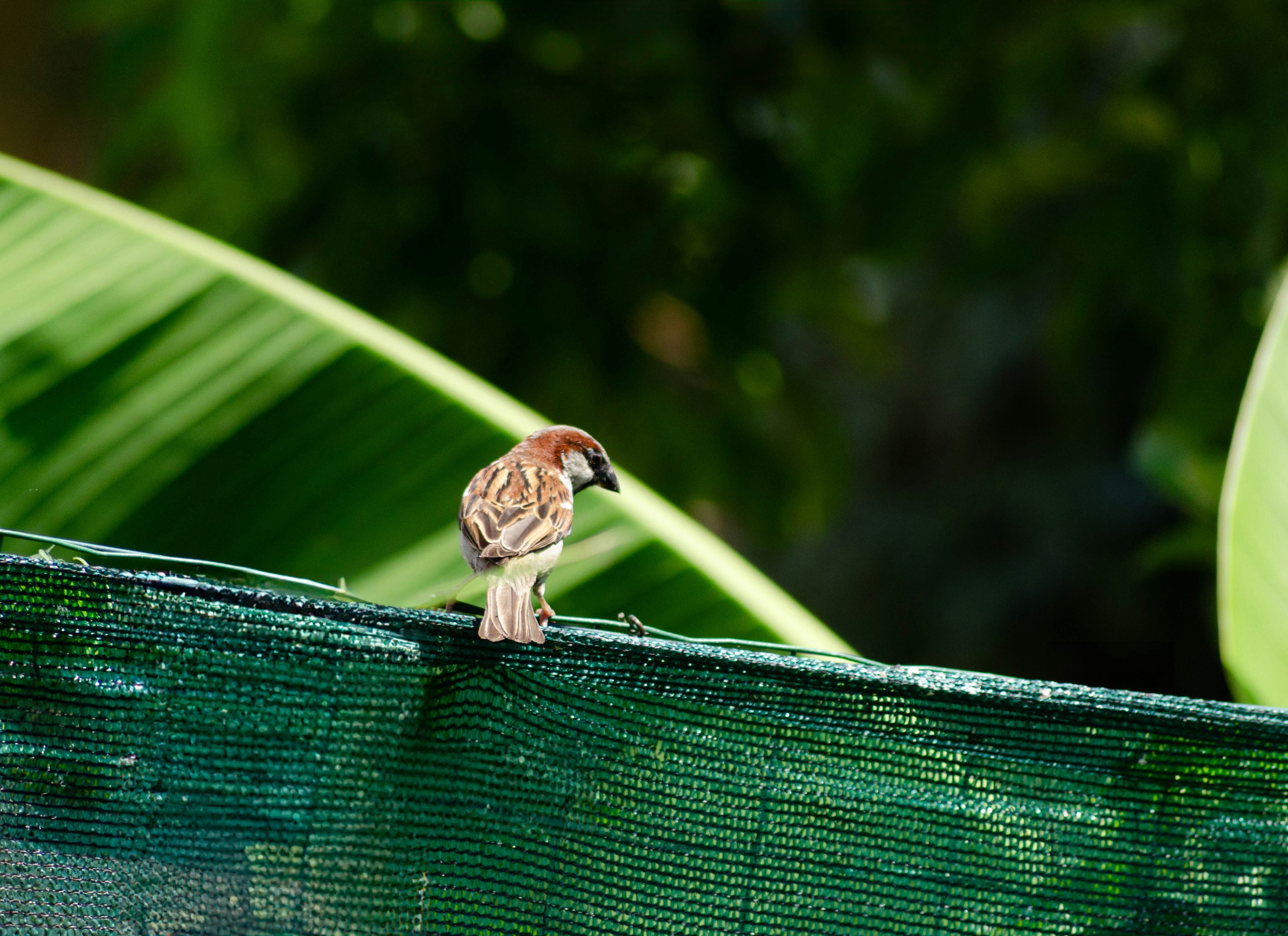 Sparrow on a Green Mesh Fence, Framed by Tropical Light