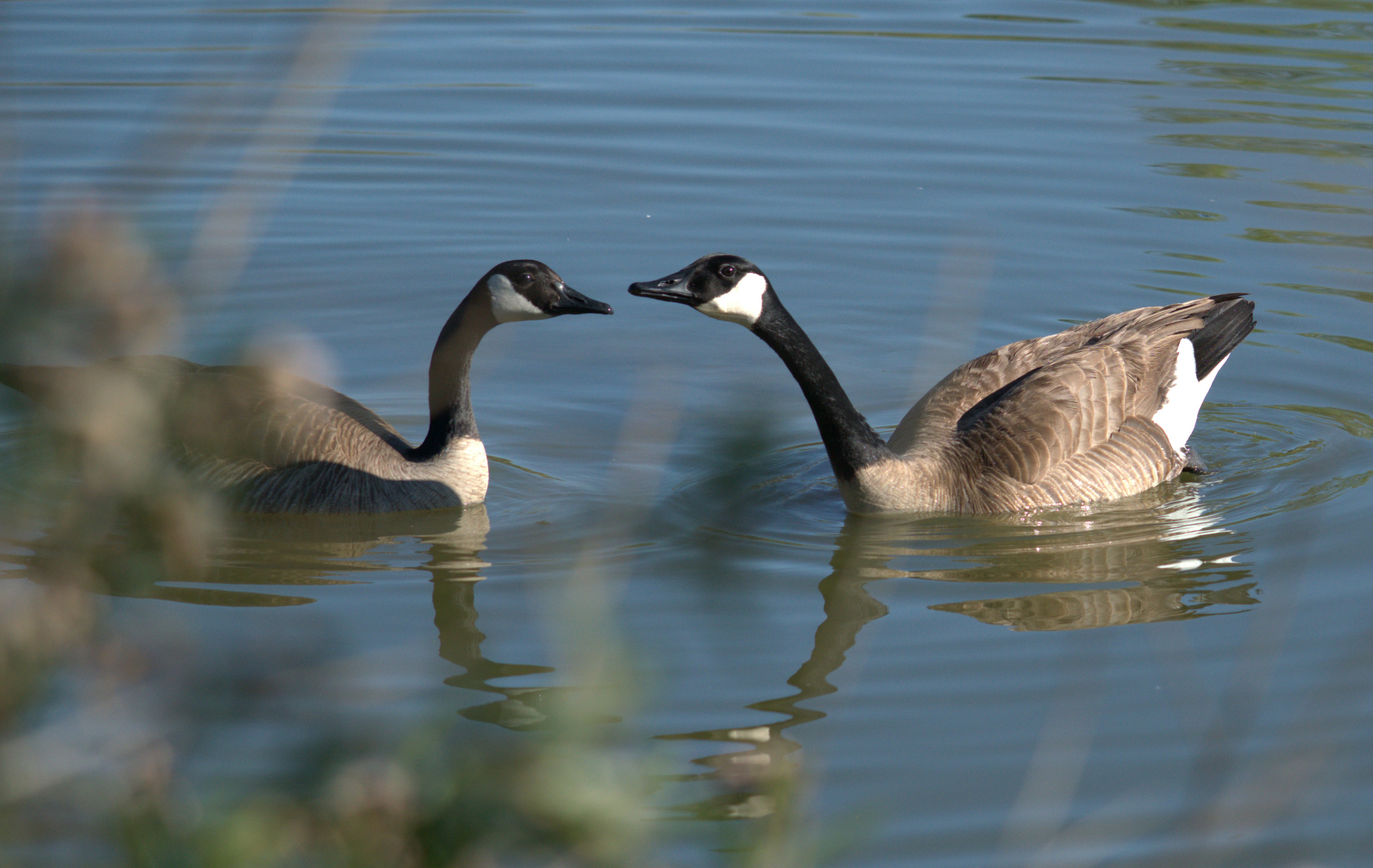 Two geese facing each other on a calm lake, surrounded by soft reflections.