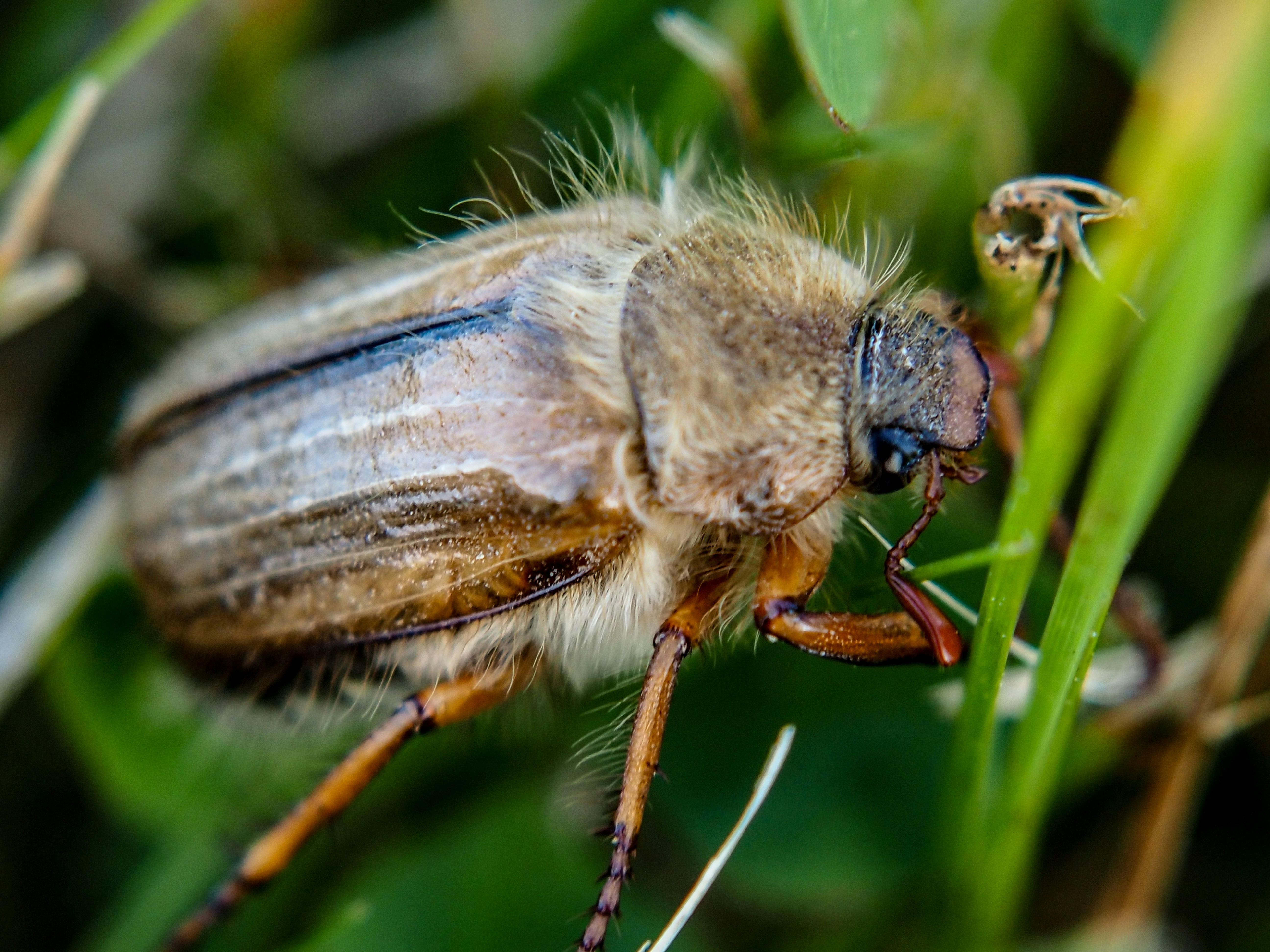 A close up of a bug on a plant photo – Free Poland Image on Unsplash