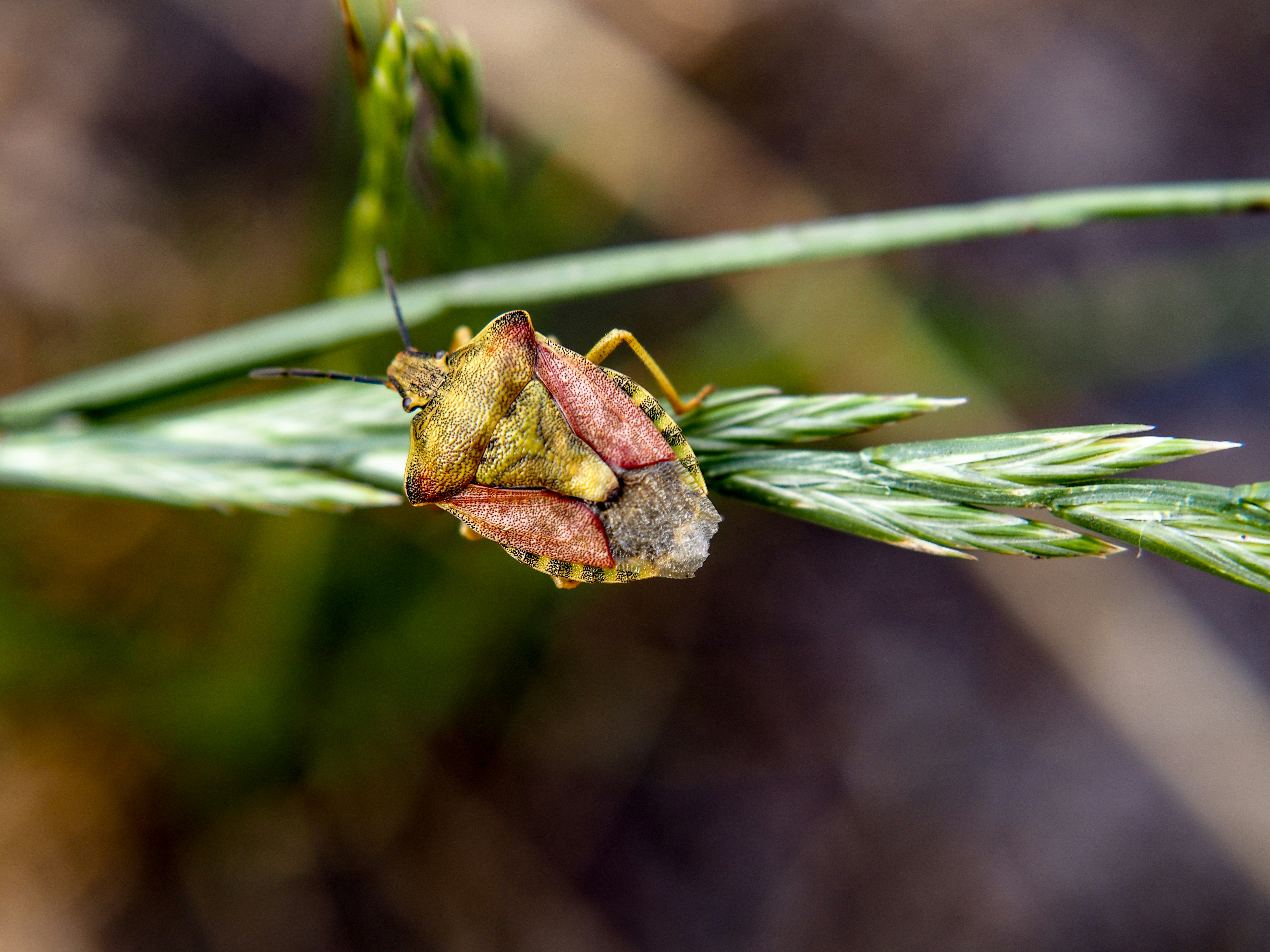 A close up of a bug on a plant photo – Free Poland Image on Unsplash