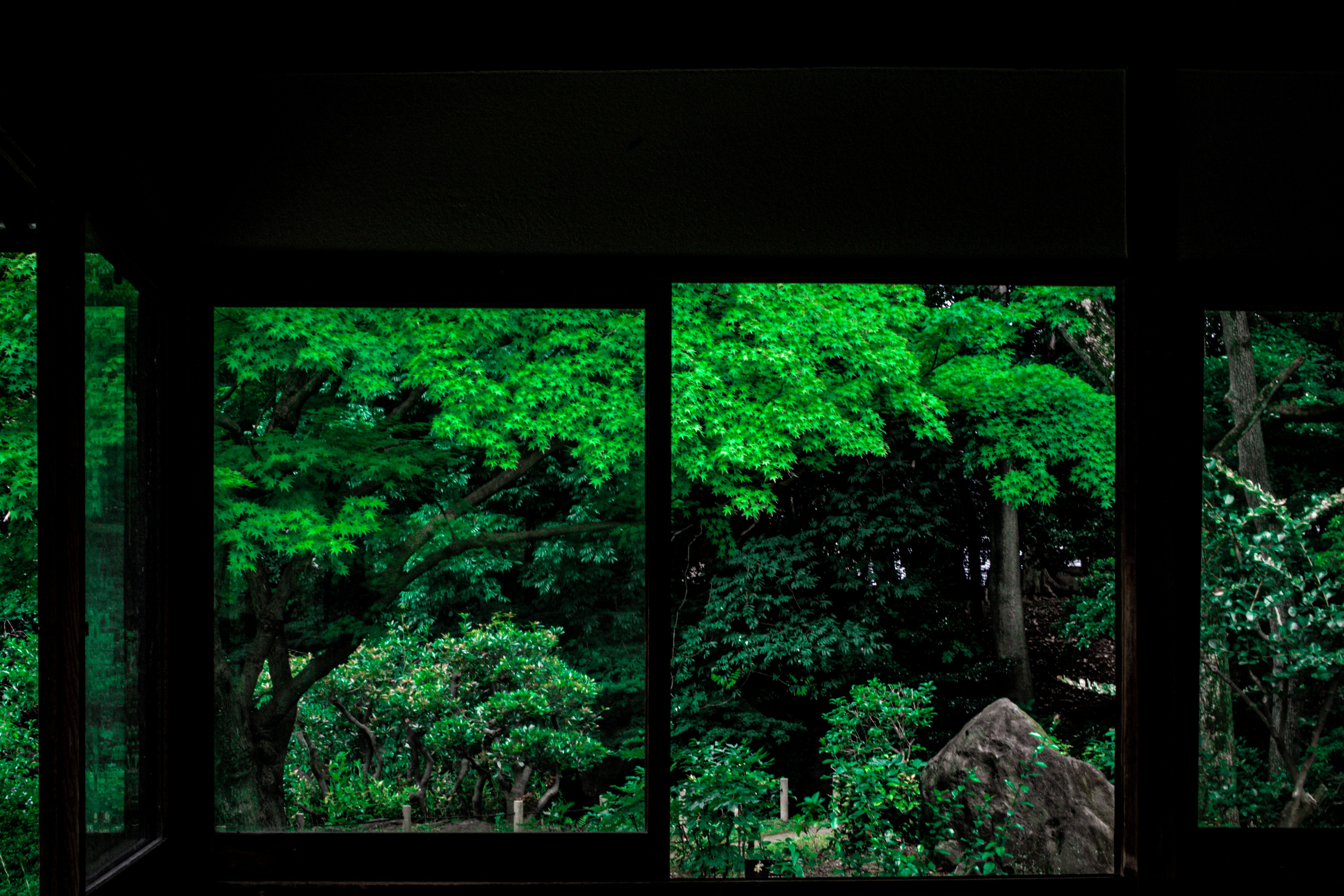 A view of a forest through a window photo – Free Image on Unsplash