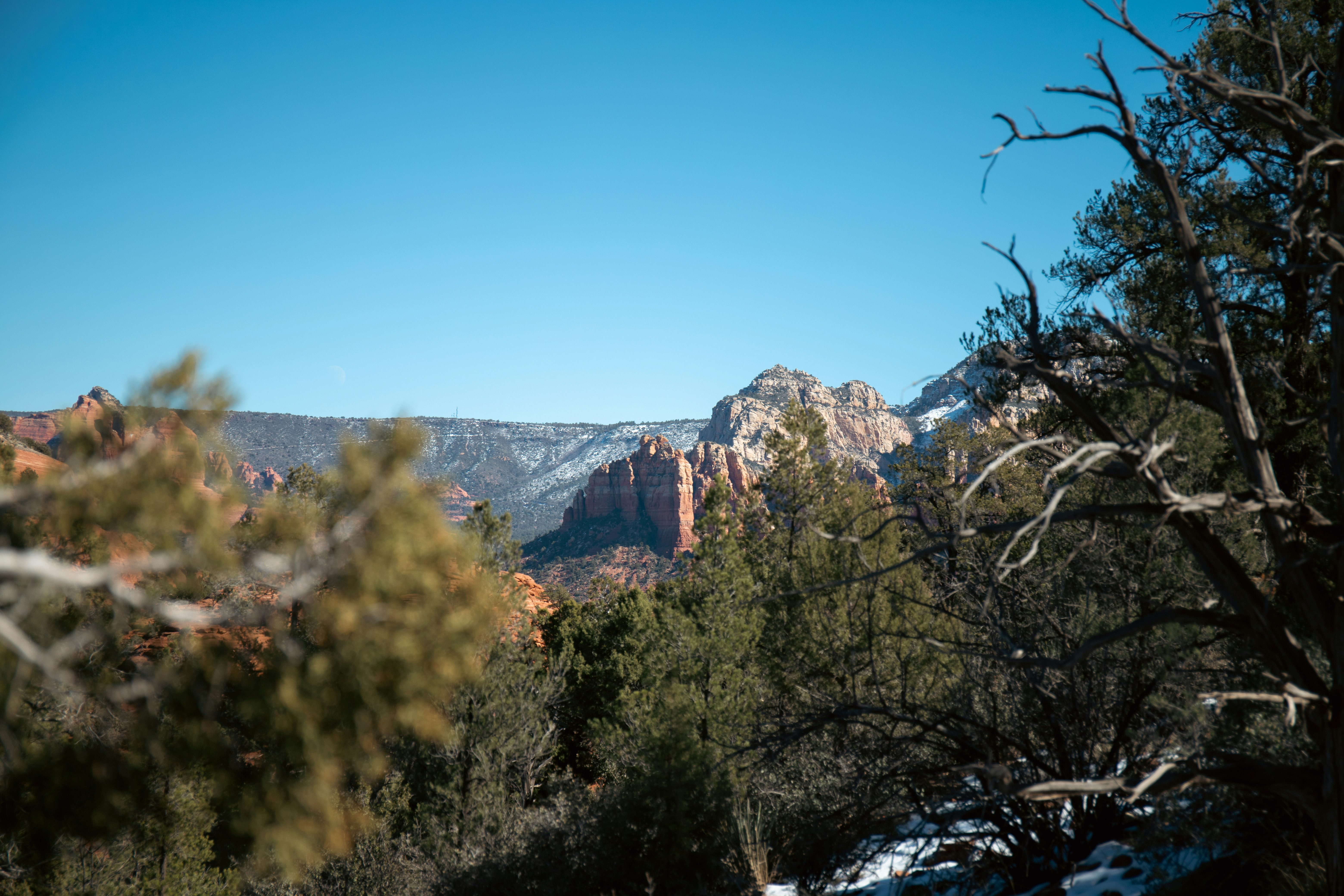 Sunlit Red Rock Crest Over a Pine-Fringed Canyon