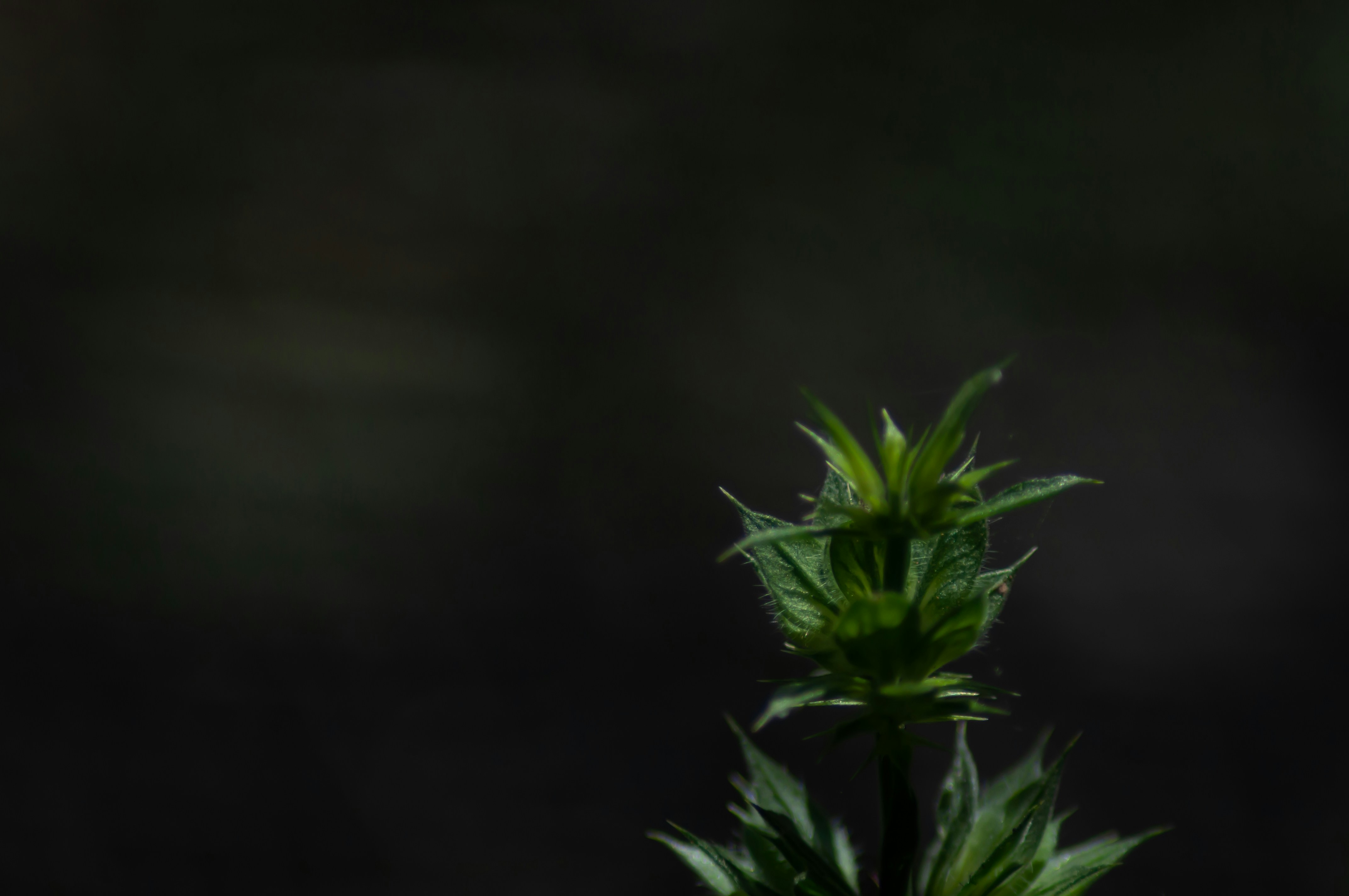 Emerald Ember: A Tender Sprout Against Velvet Darkness