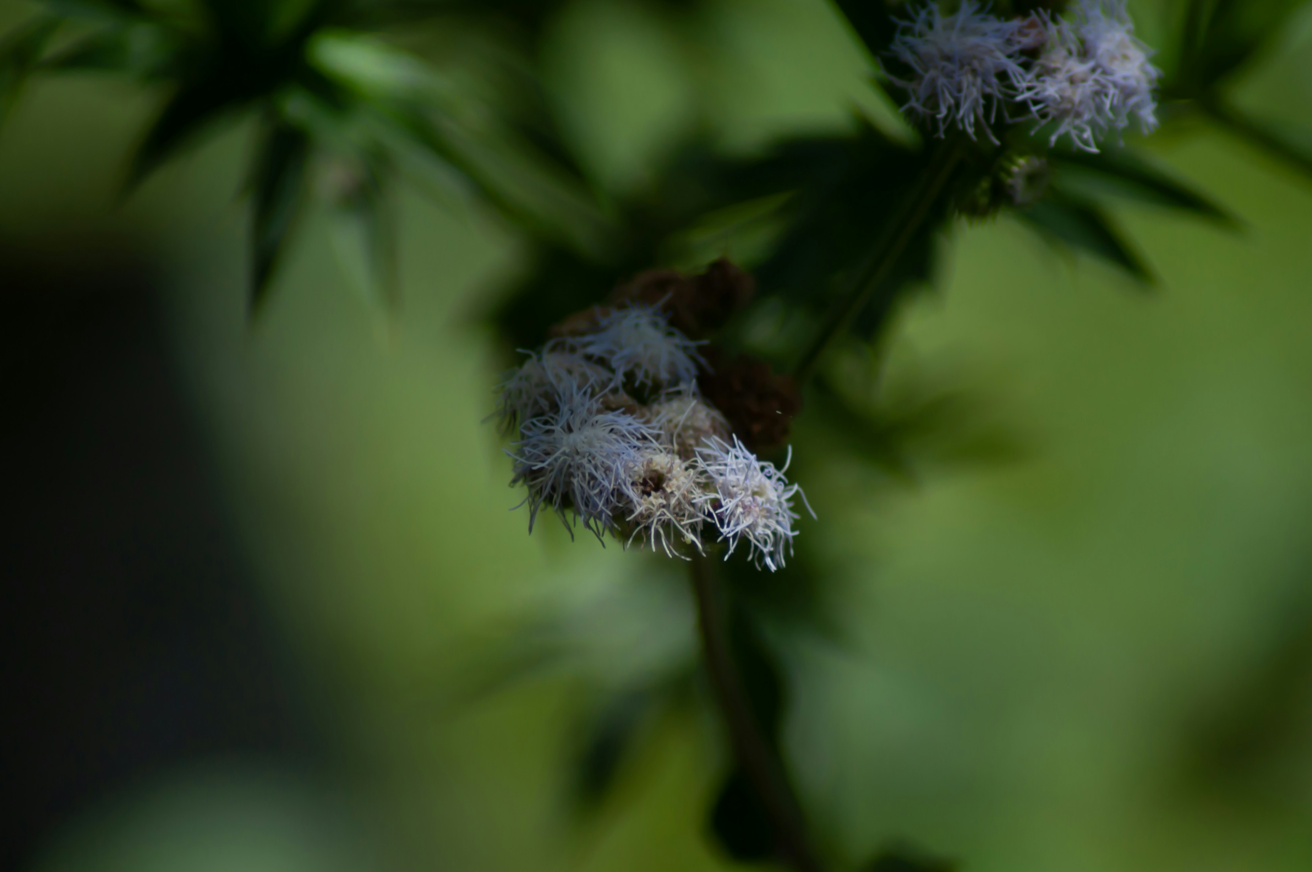 Whispered Feathers: Feathery white blossoms in a soft green bokeh