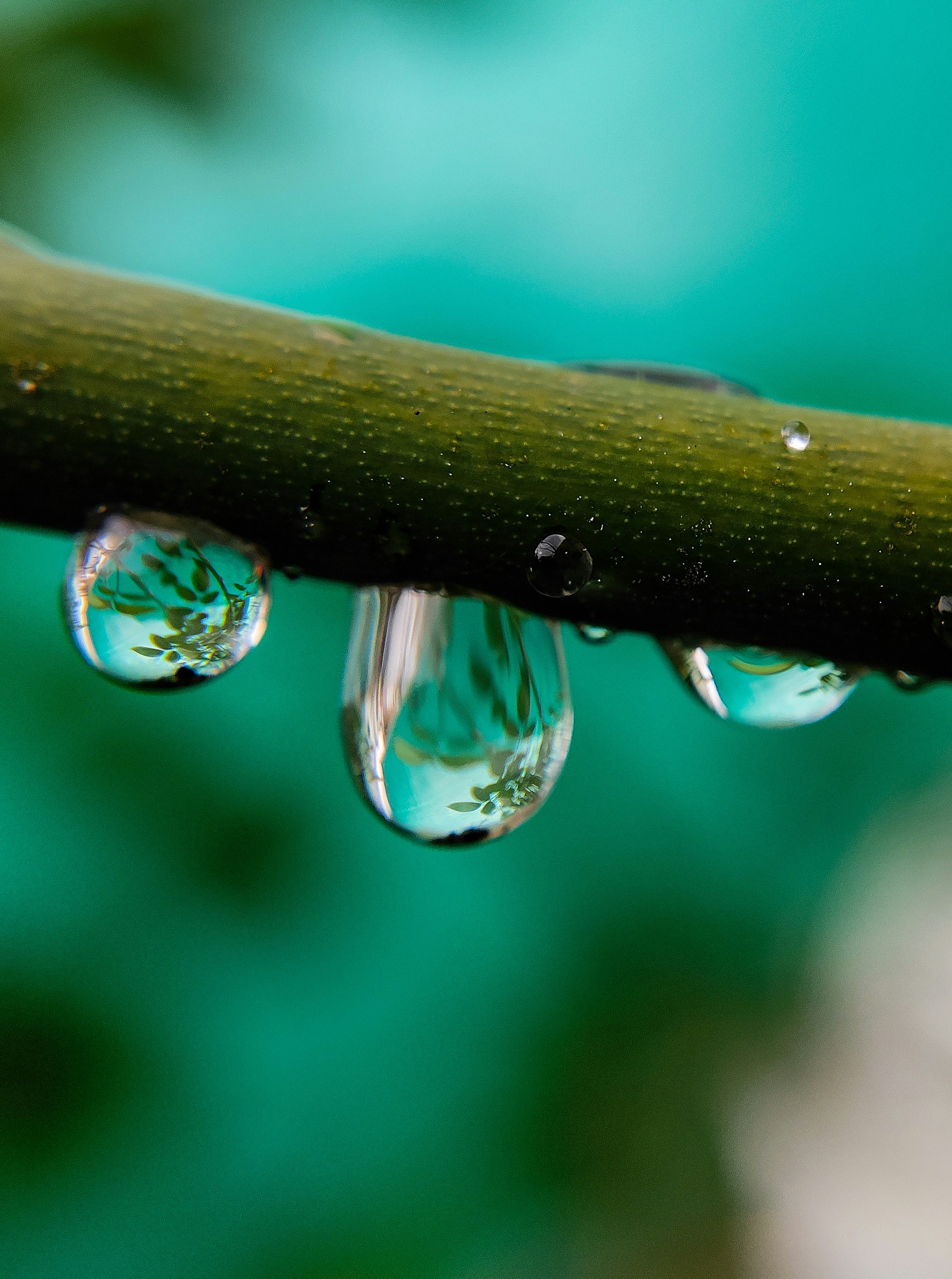 Three drops of water are hanging from a tree branch photo – Free ...