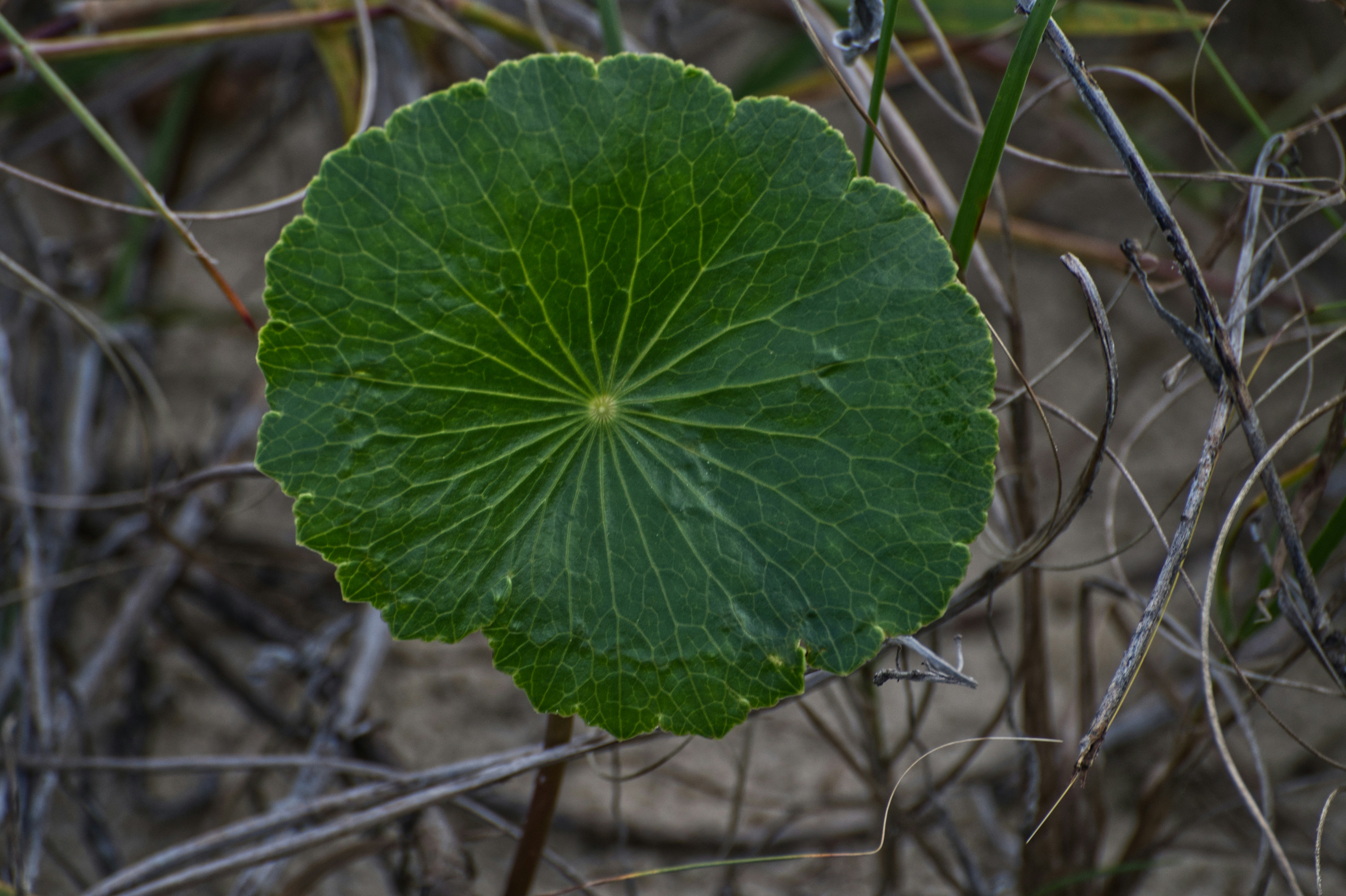 Green Round Leaf Amid Dry Tendrils