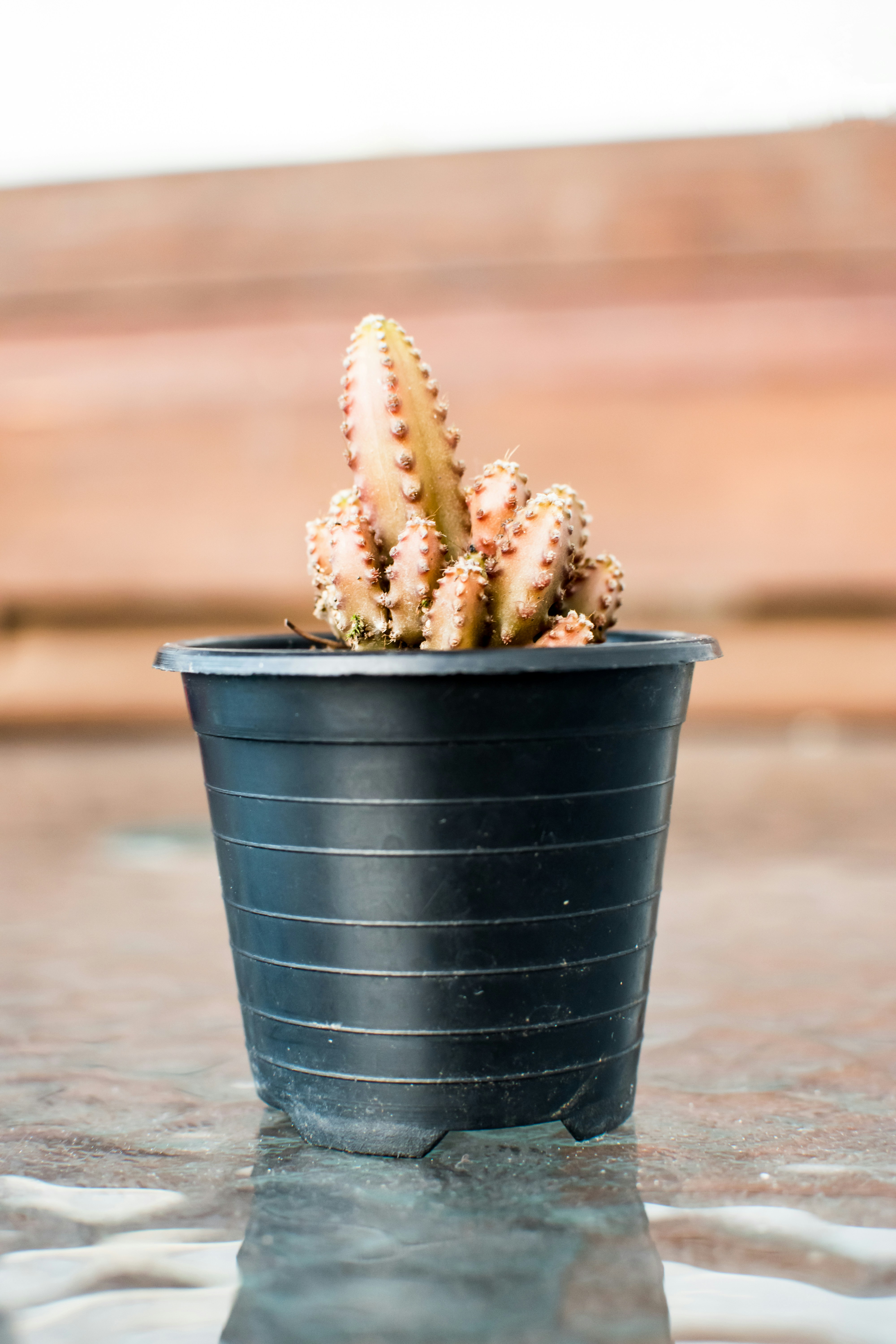 Cactus Crown on a Weathered Deck: Quiet Poise in a Black Pot