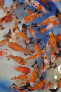 Koi Confluence: A Vivid Swarm of Orange and White in a Clear Blue Pond