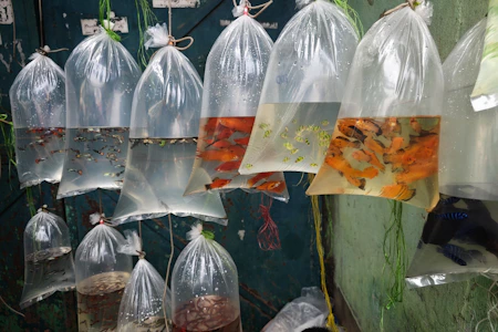 Row of Clear Bags: Goldfish Floating in Quiet Market Light