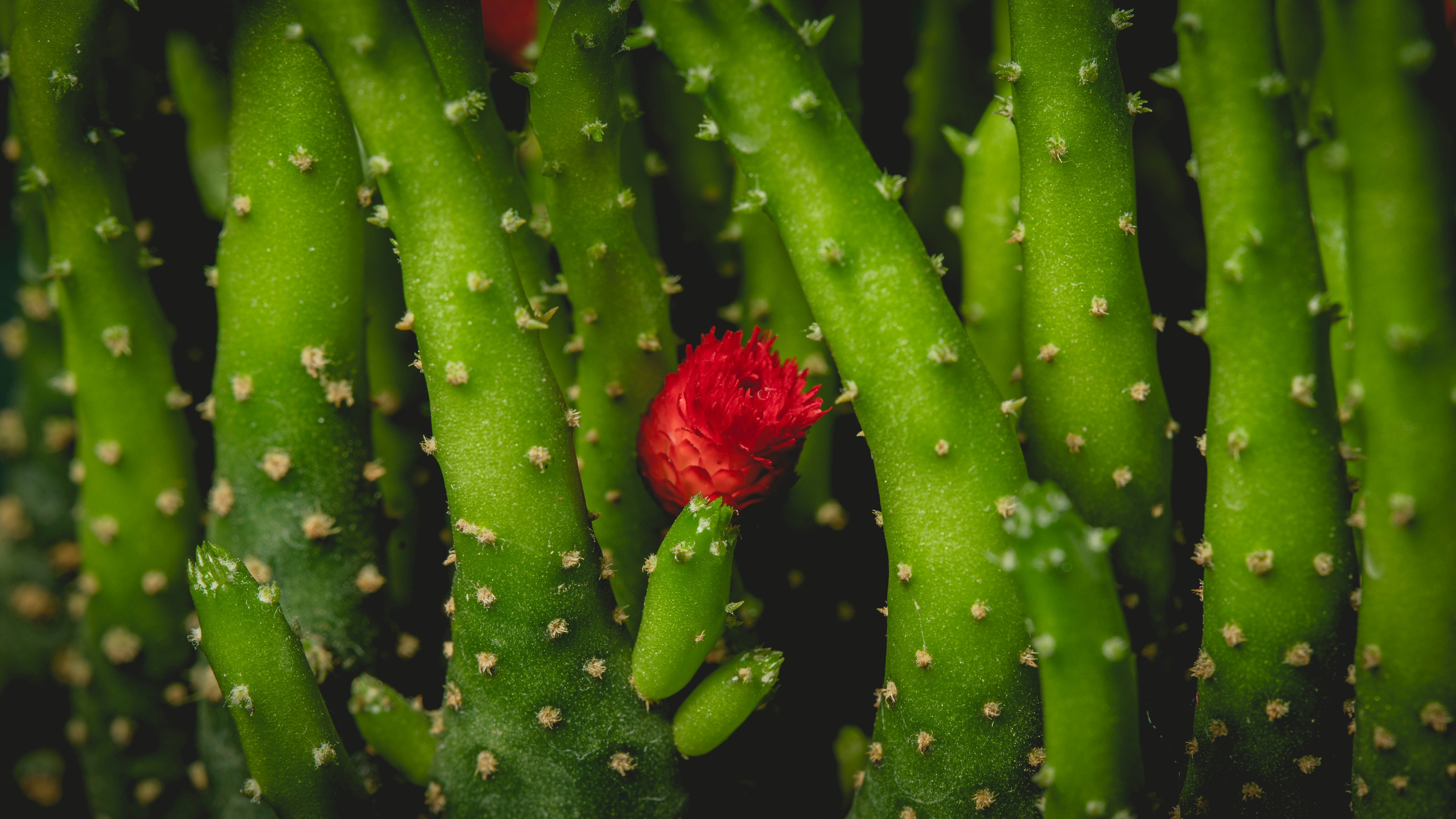 Emerging Passion: The Bloom of Resilience